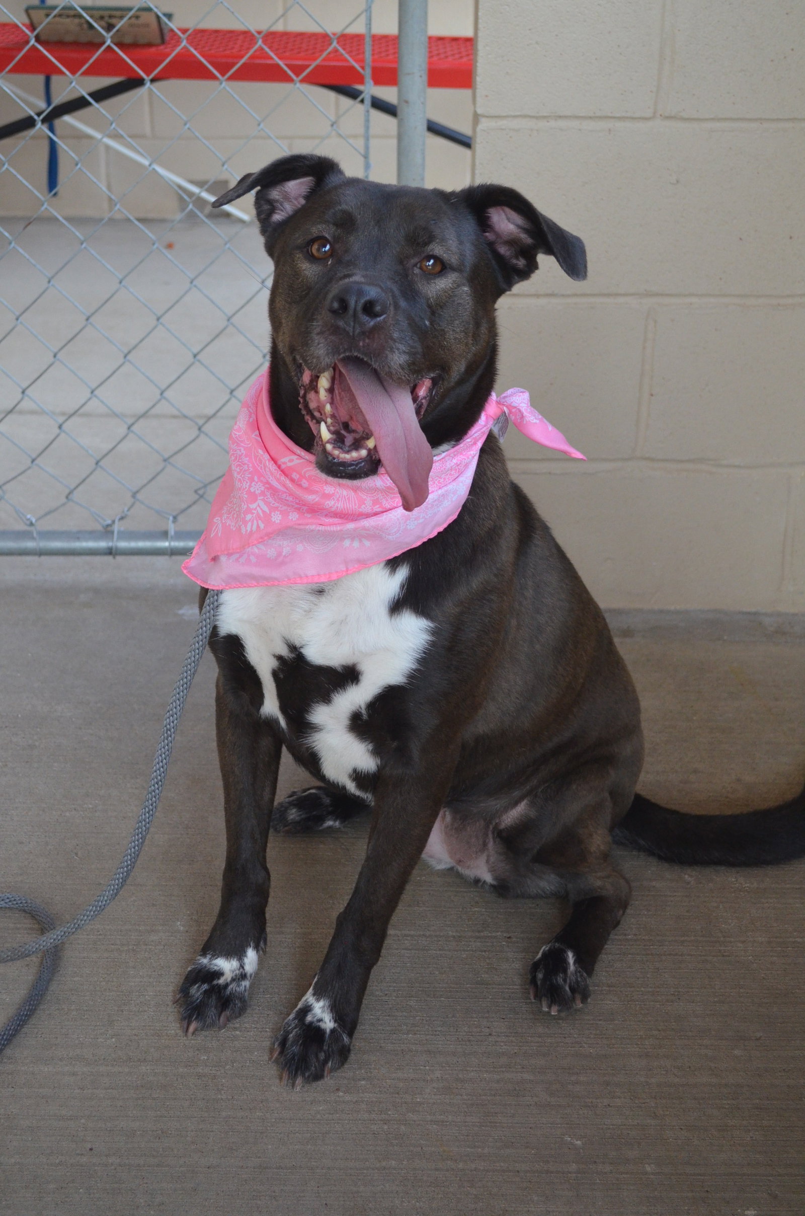 Dog for Adoption - Skyler, a Labrador Retriever in Prosper, TX | Alpha Paw