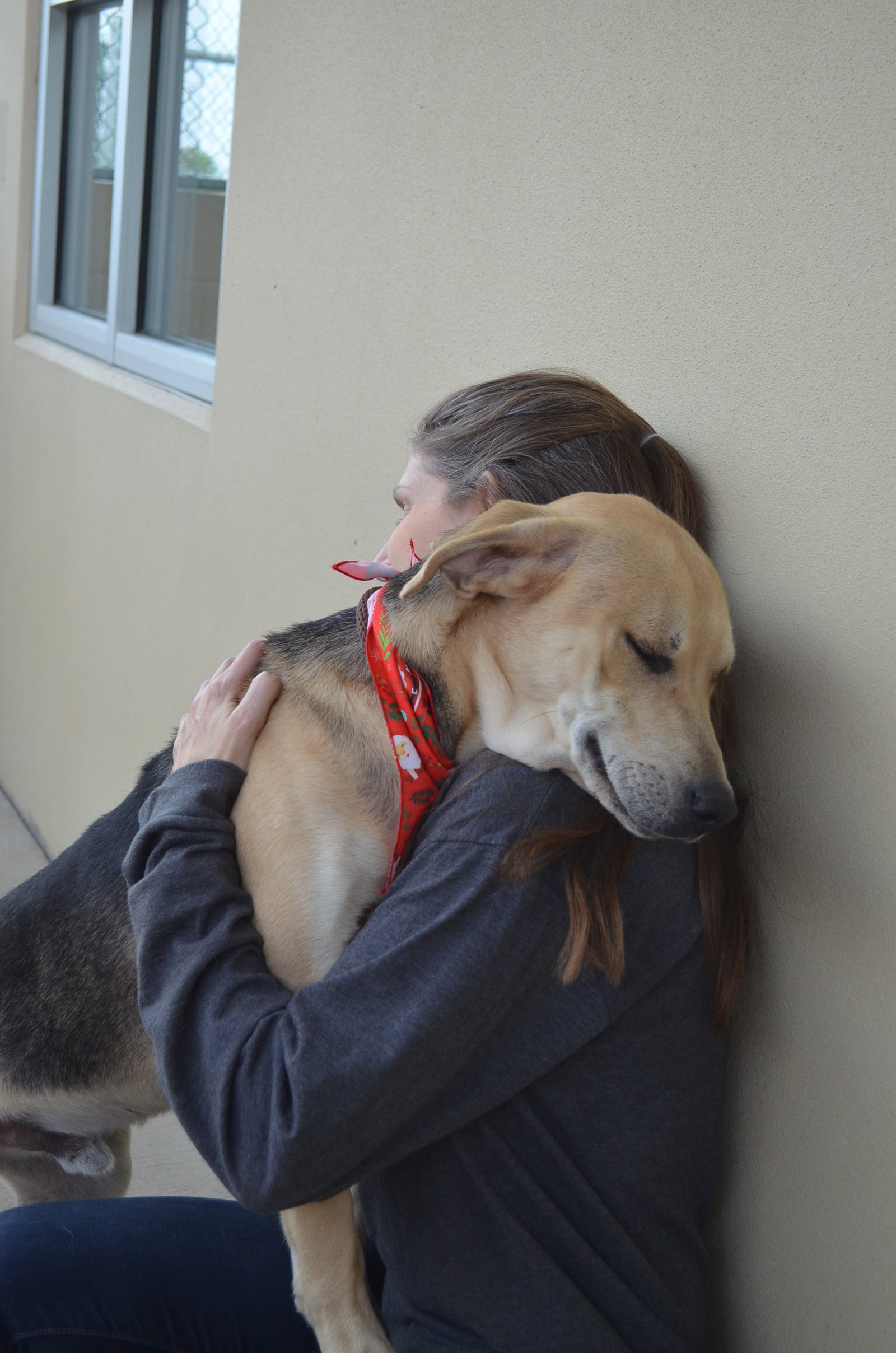 Dog for Adoption - Balsam, a Labrador Retriever in Allen, TX | Alpha Paw