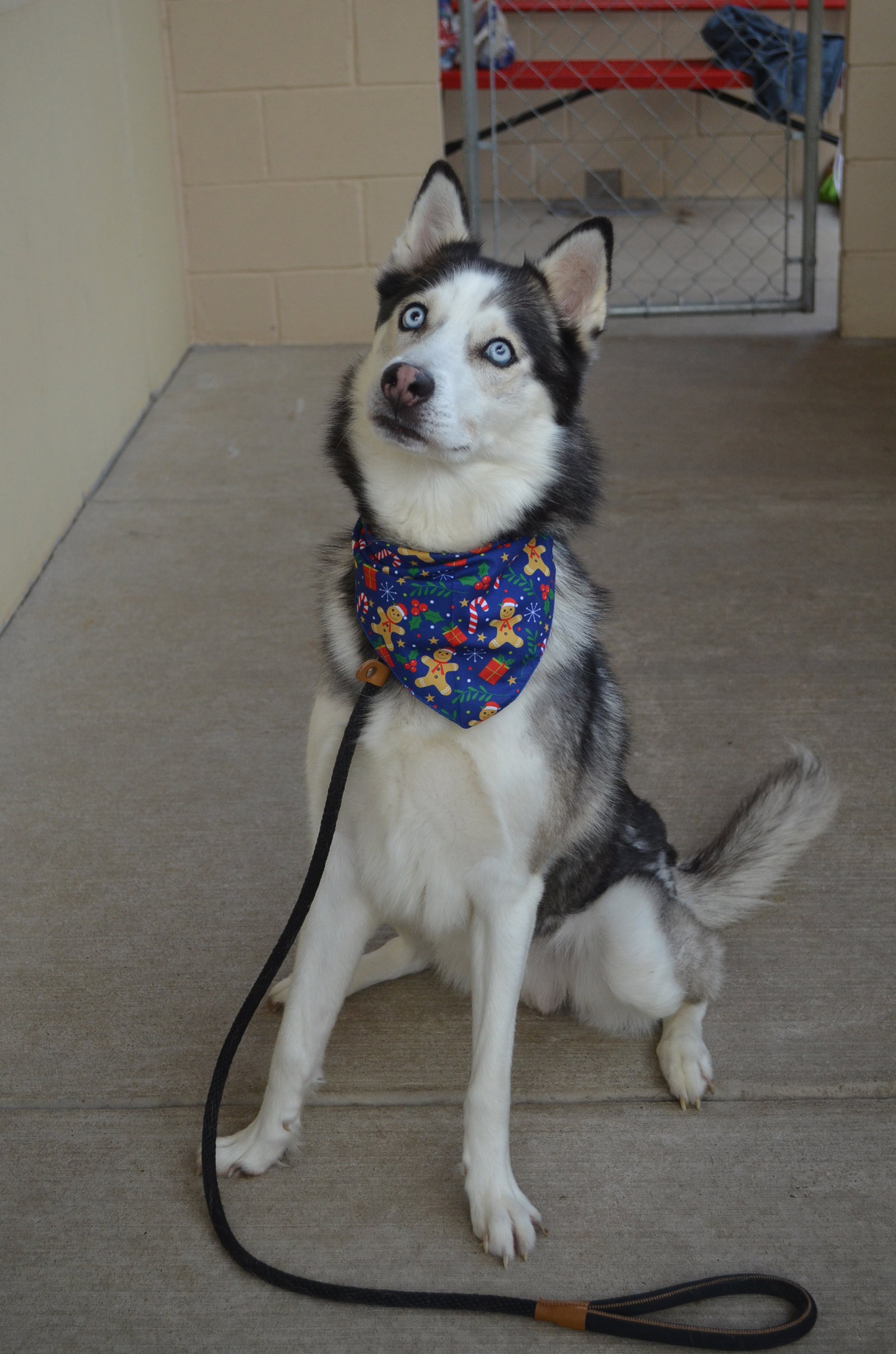 Dog for Adoption - Morris, a Husky in Allen, TX | Alpha Paw