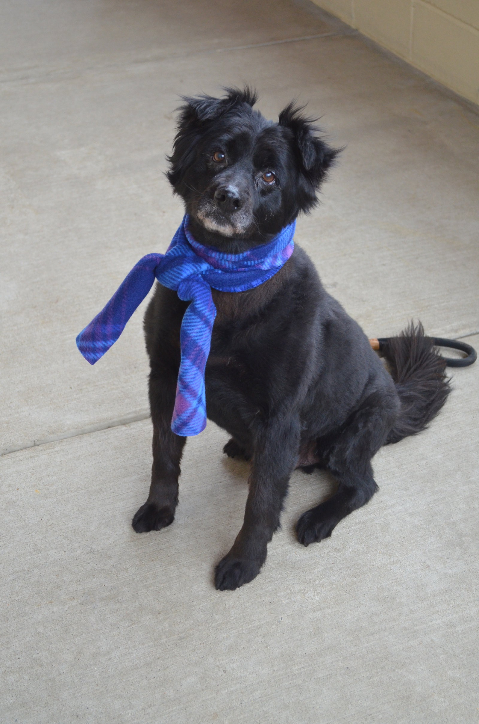 Dog for Adoption - Charlie, a Border Collie in Rockwall County, TX ...
