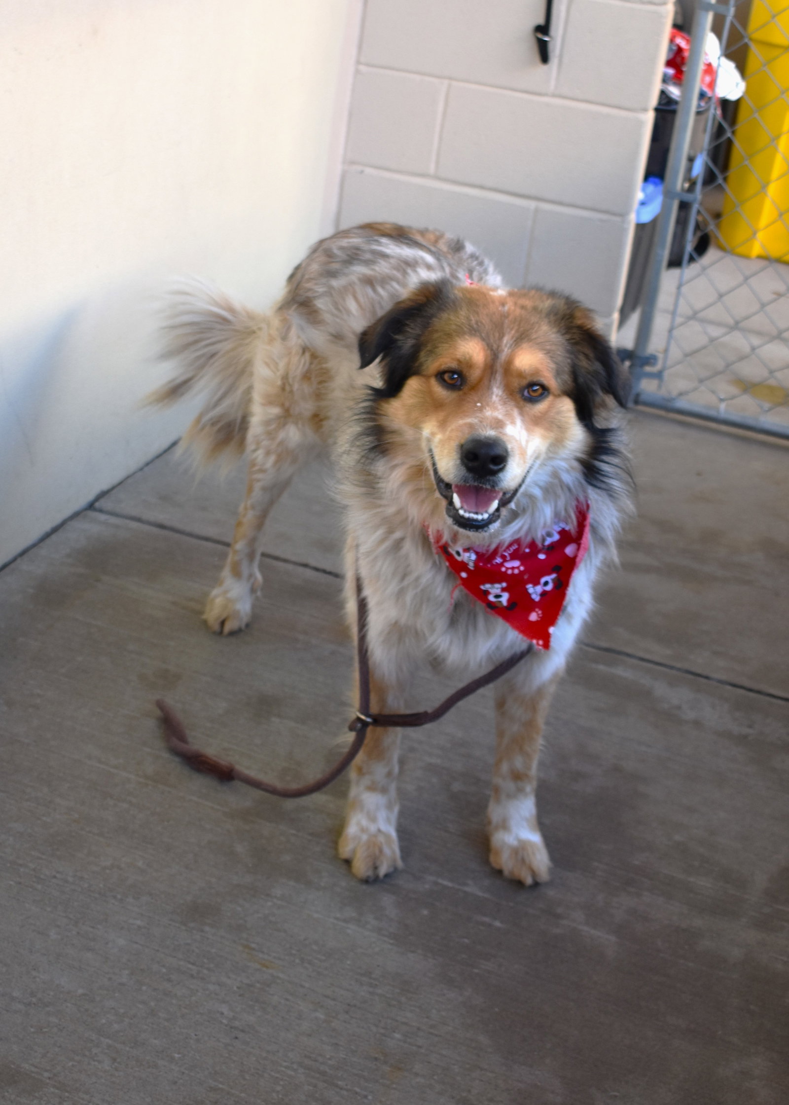 Dog for Adoption - Cherub, a Australian Cattle Dog/Blue Heeler in Van ...