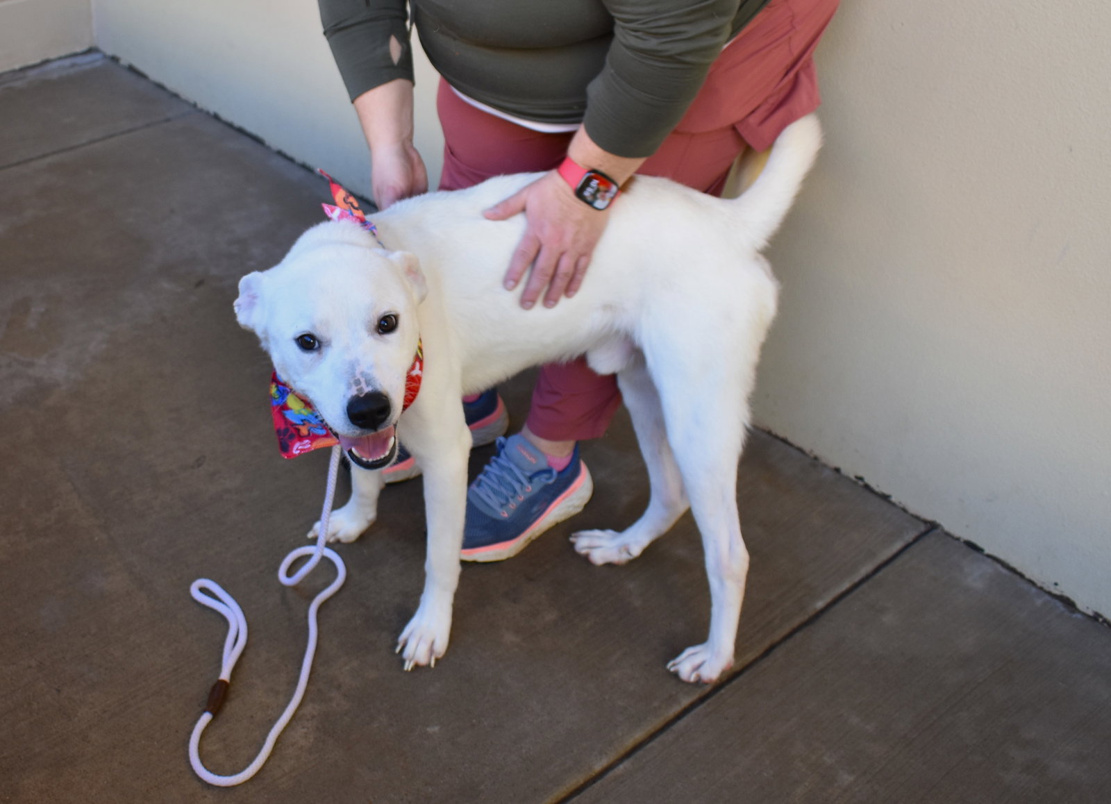 Dog for Adoption - Hart, a Labrador Retriever in Sachse, TX | Alpha Paw