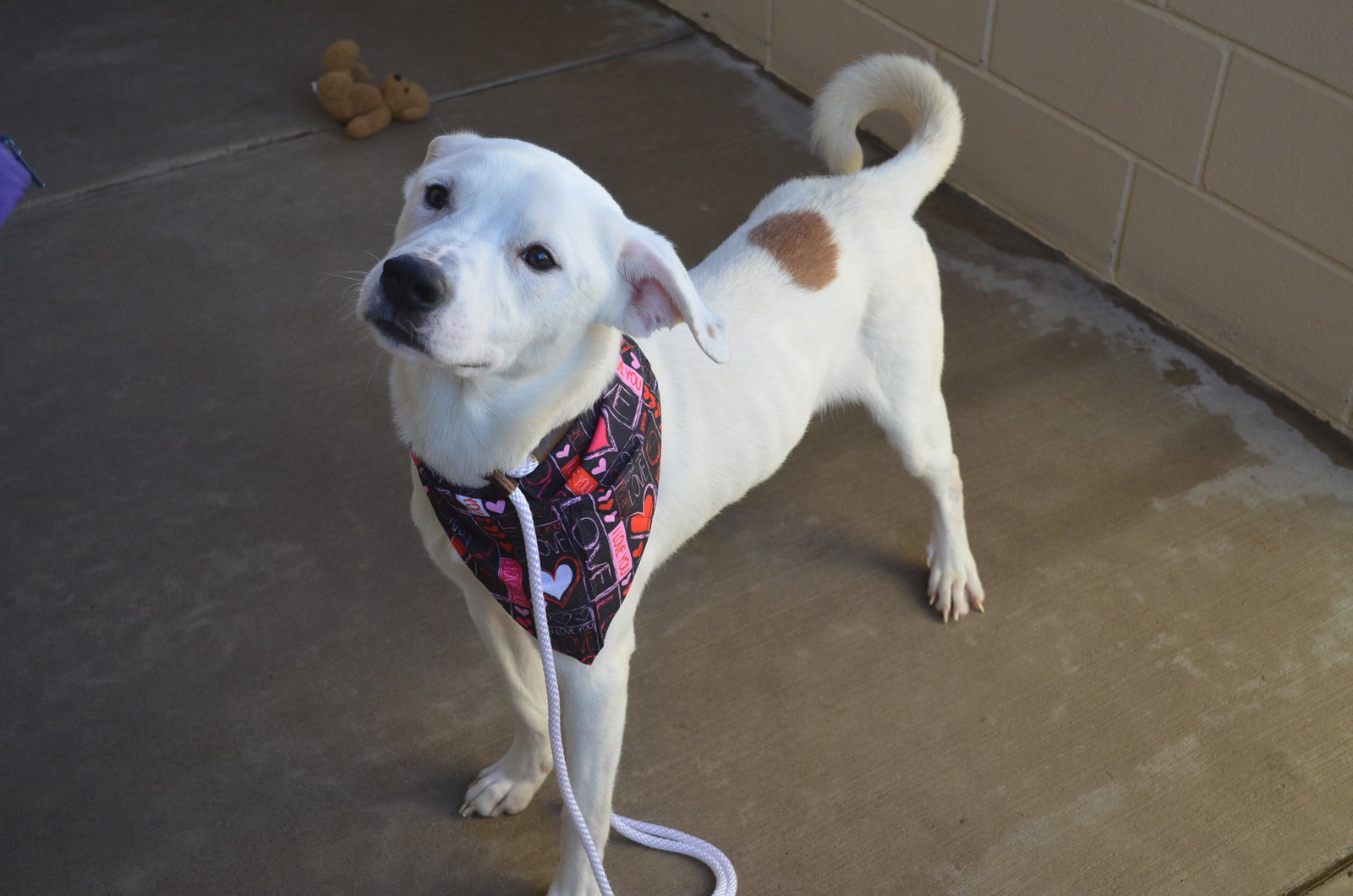Dog for Adoption - Hart, a Labrador Retriever in Sachse, TX | Alpha Paw