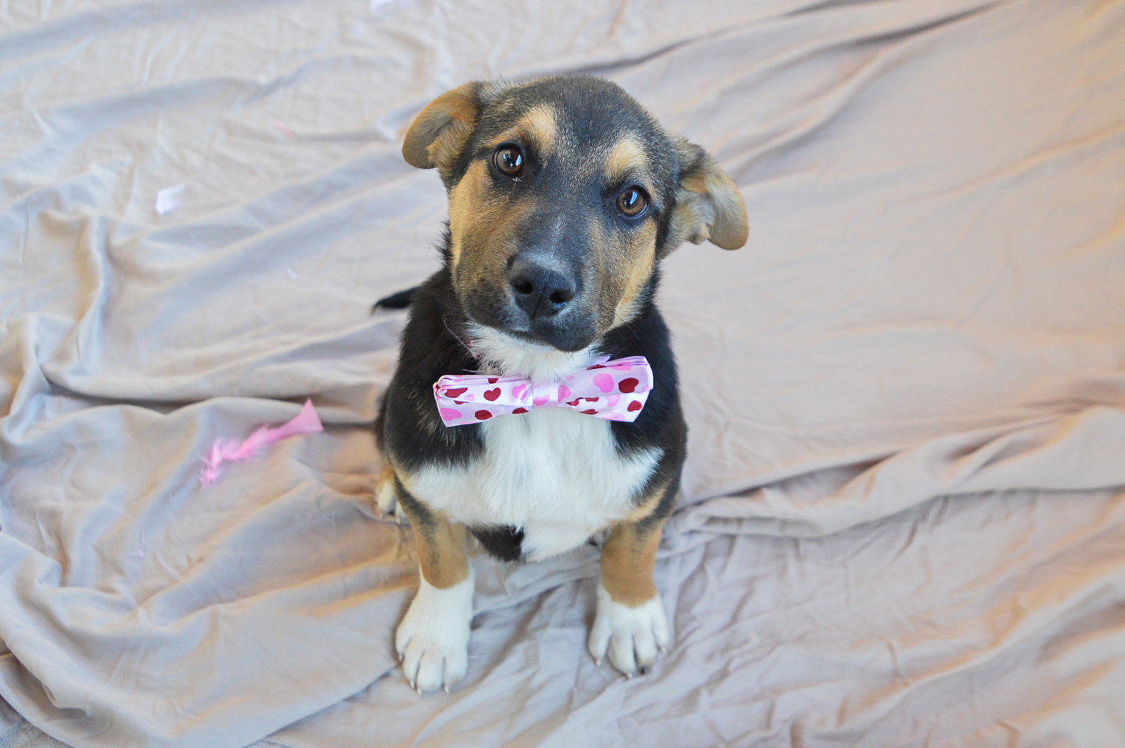 Dog for Adoption - Rudy, a American Staffordshire Terrier in Rockwall ...