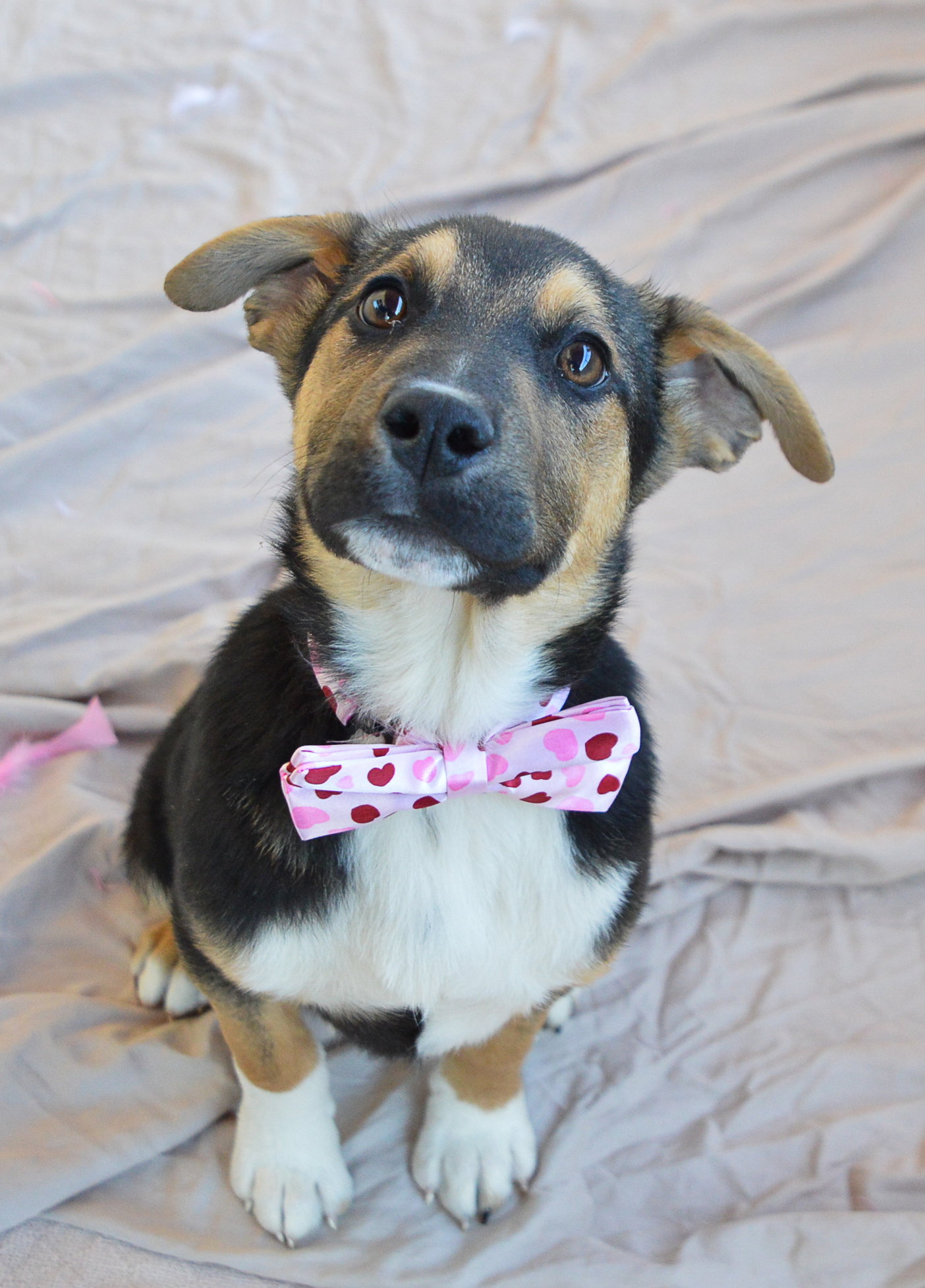 Dog for Adoption - Rudy, a American Staffordshire Terrier in Rockwall ...