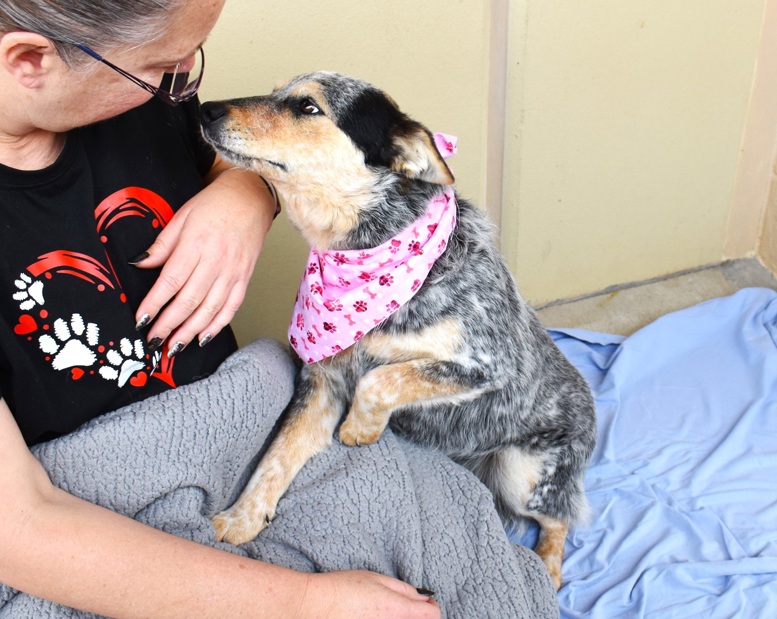 Dog for Adoption - Calliope, a Australian Cattle Dog/Blue Heeler in ...