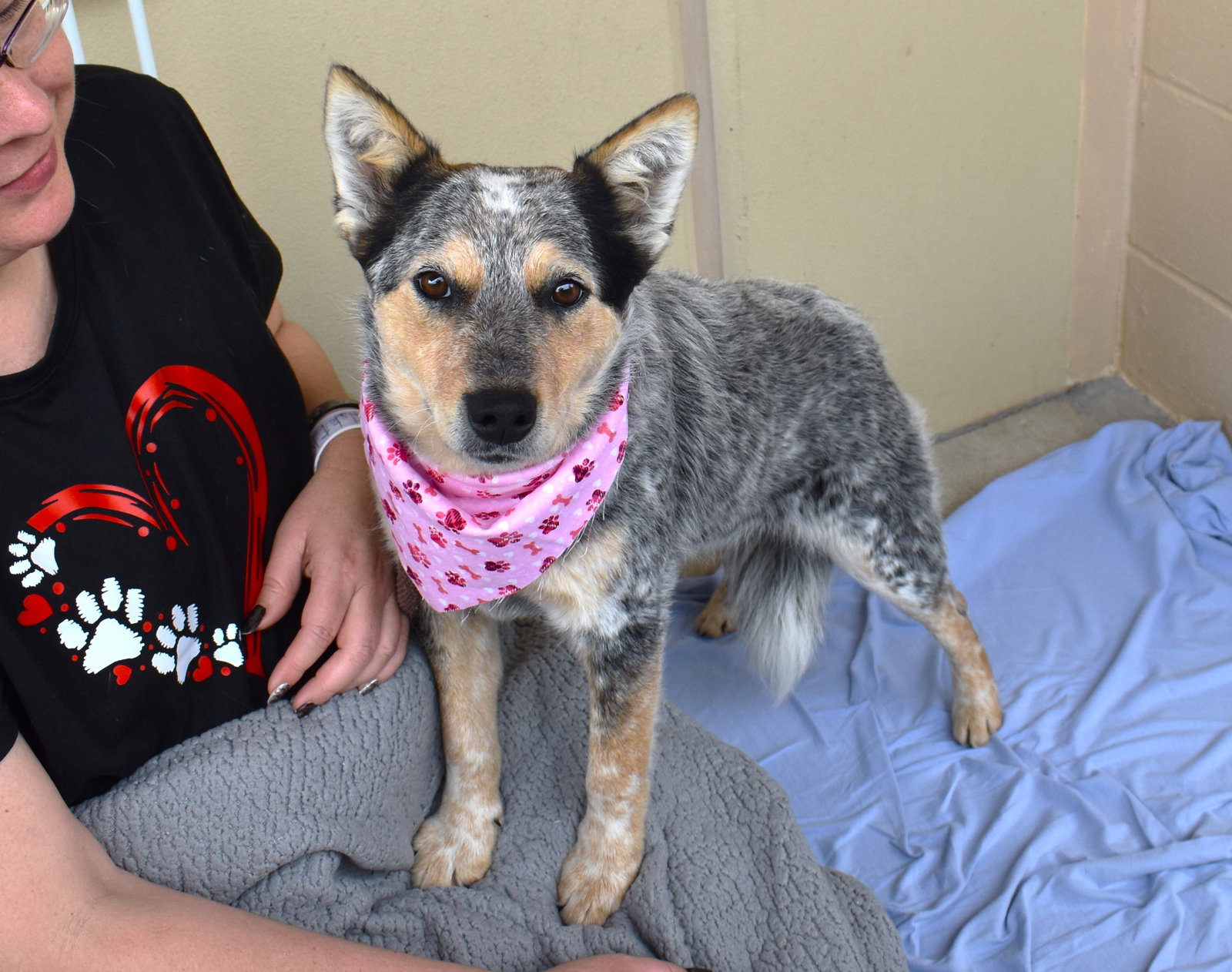 Dog for Adoption - Calliope, a Australian Cattle Dog/Blue Heeler in ...