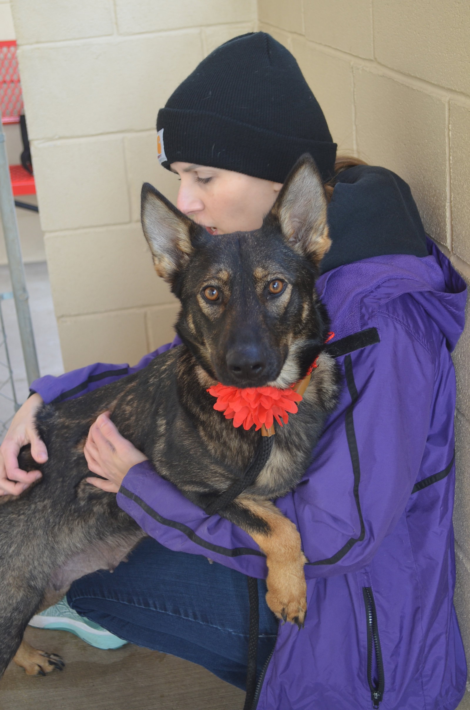 Dog for Adoption - Maddy, a German Shepherd Dog in Grayson County, TX ...