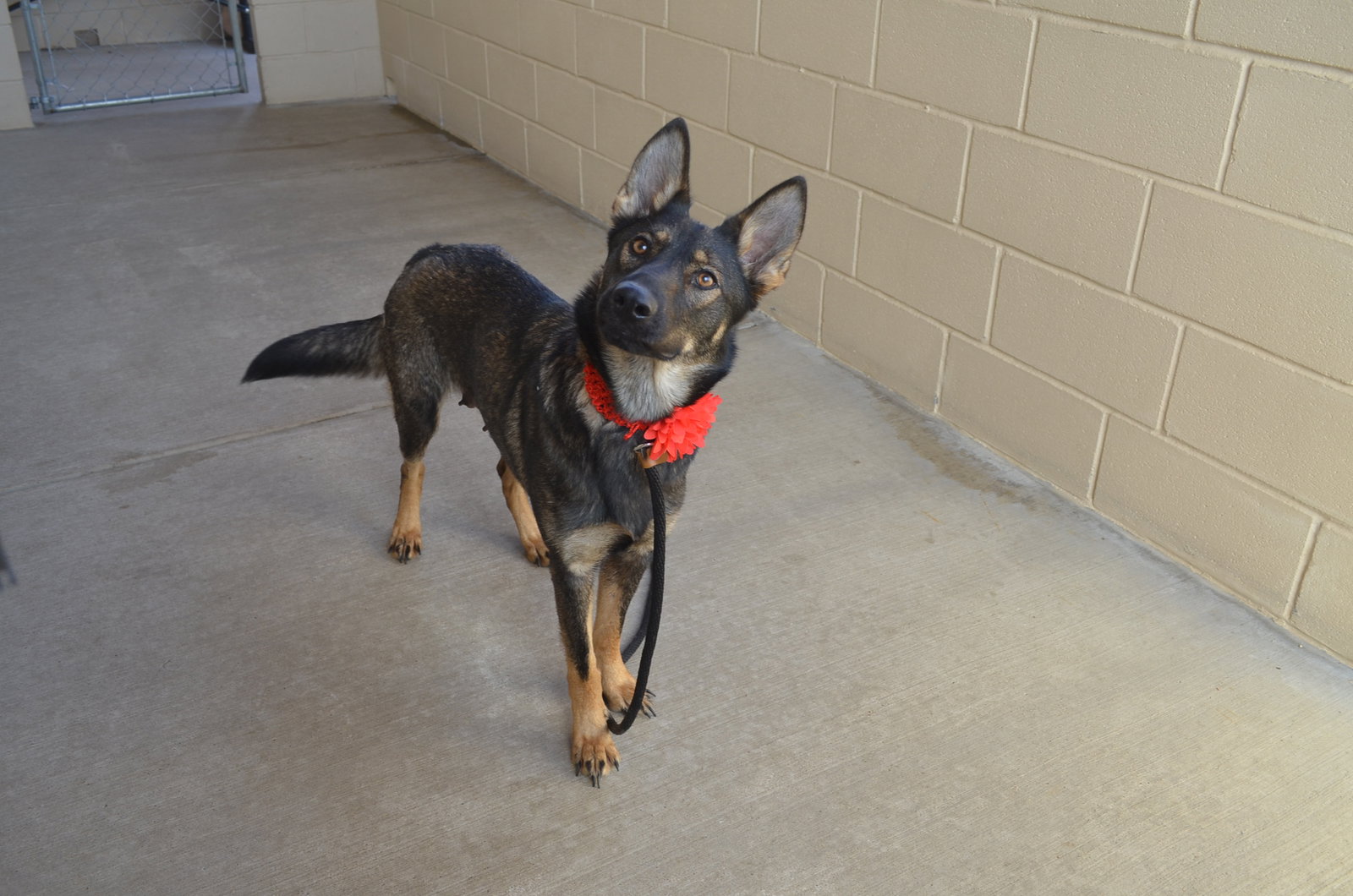 Dog for Adoption - Maddy, a German Shepherd Dog in Grayson County, TX ...
