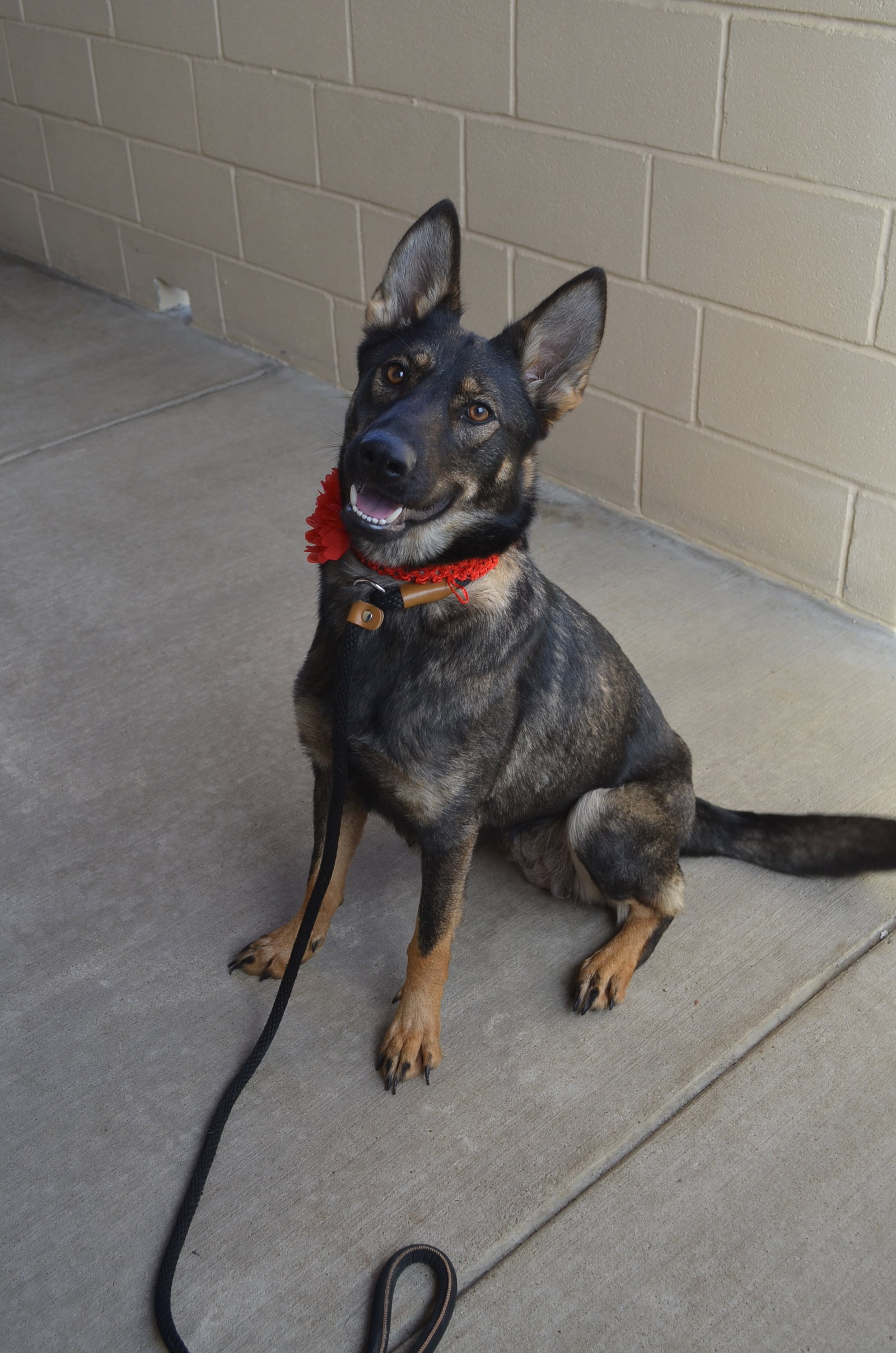 Dog for Adoption - Maddy, a German Shepherd Dog in Grayson County, TX ...