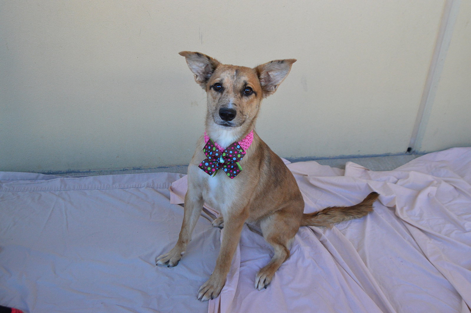 Dog for Adoption - Freckles, a Catahoula Leopard Dog in Preston, TX ...