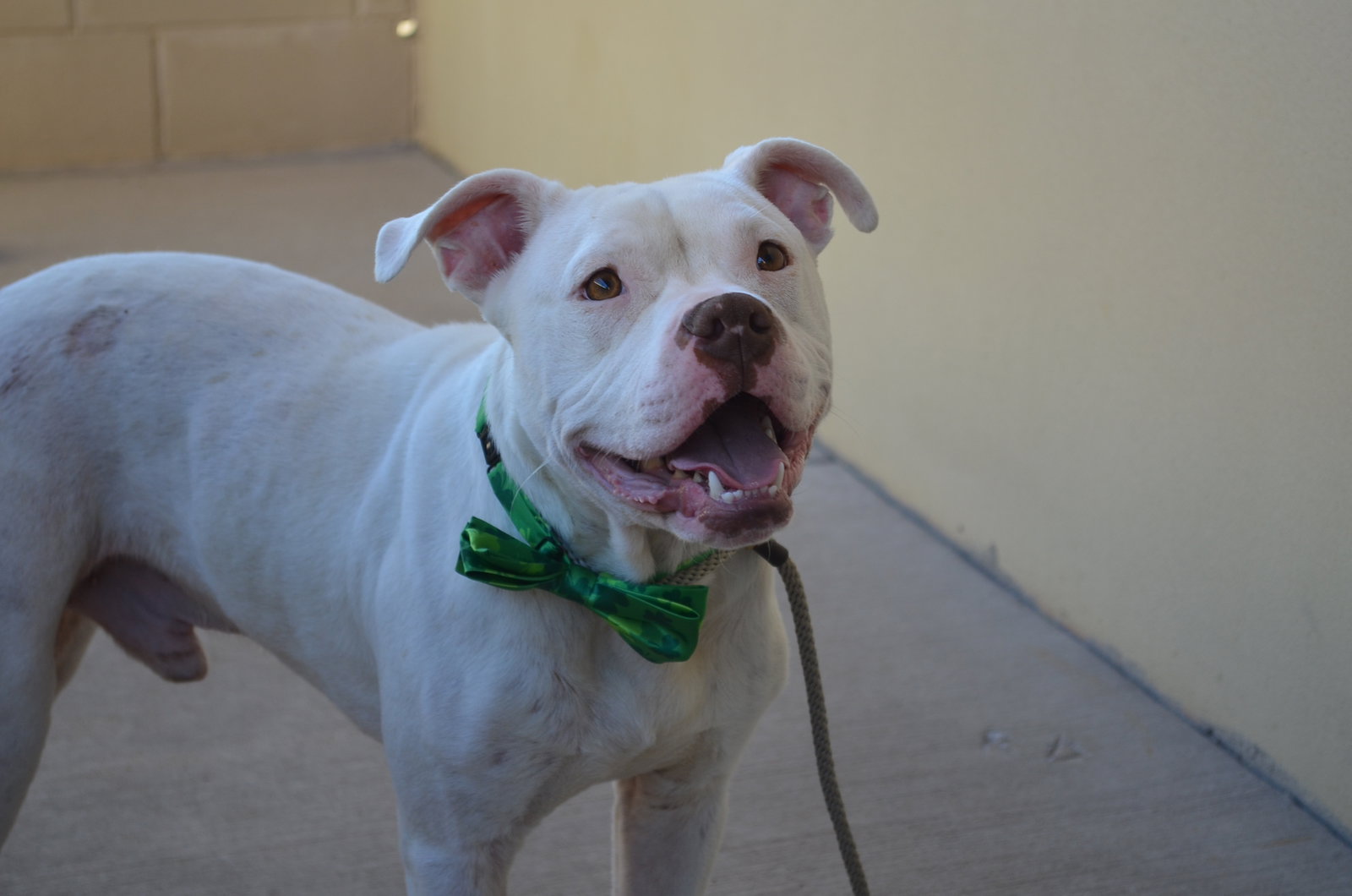 Dog for Adoption - Jameson, a Boxer in Calera, OK | Alpha Paw