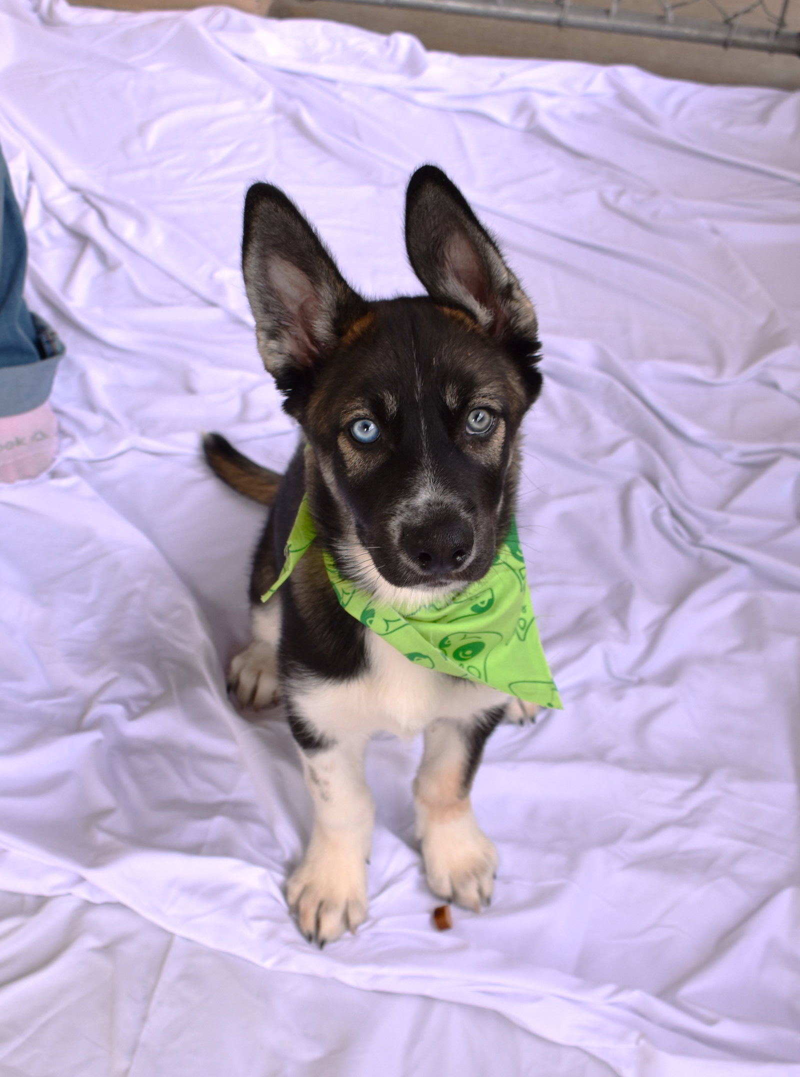 Dog for Adoption - Killian, a Husky in Sachse, TX | Alpha Paw
