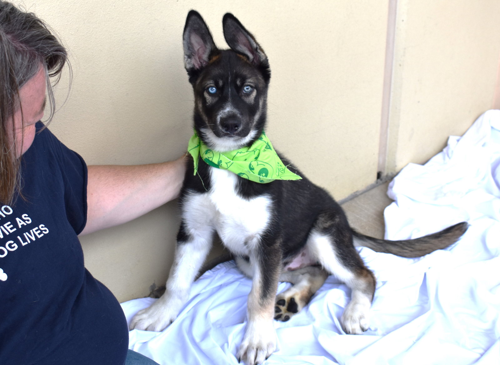 Dog for Adoption - Killian, a Husky in Sachse, TX | Alpha Paw