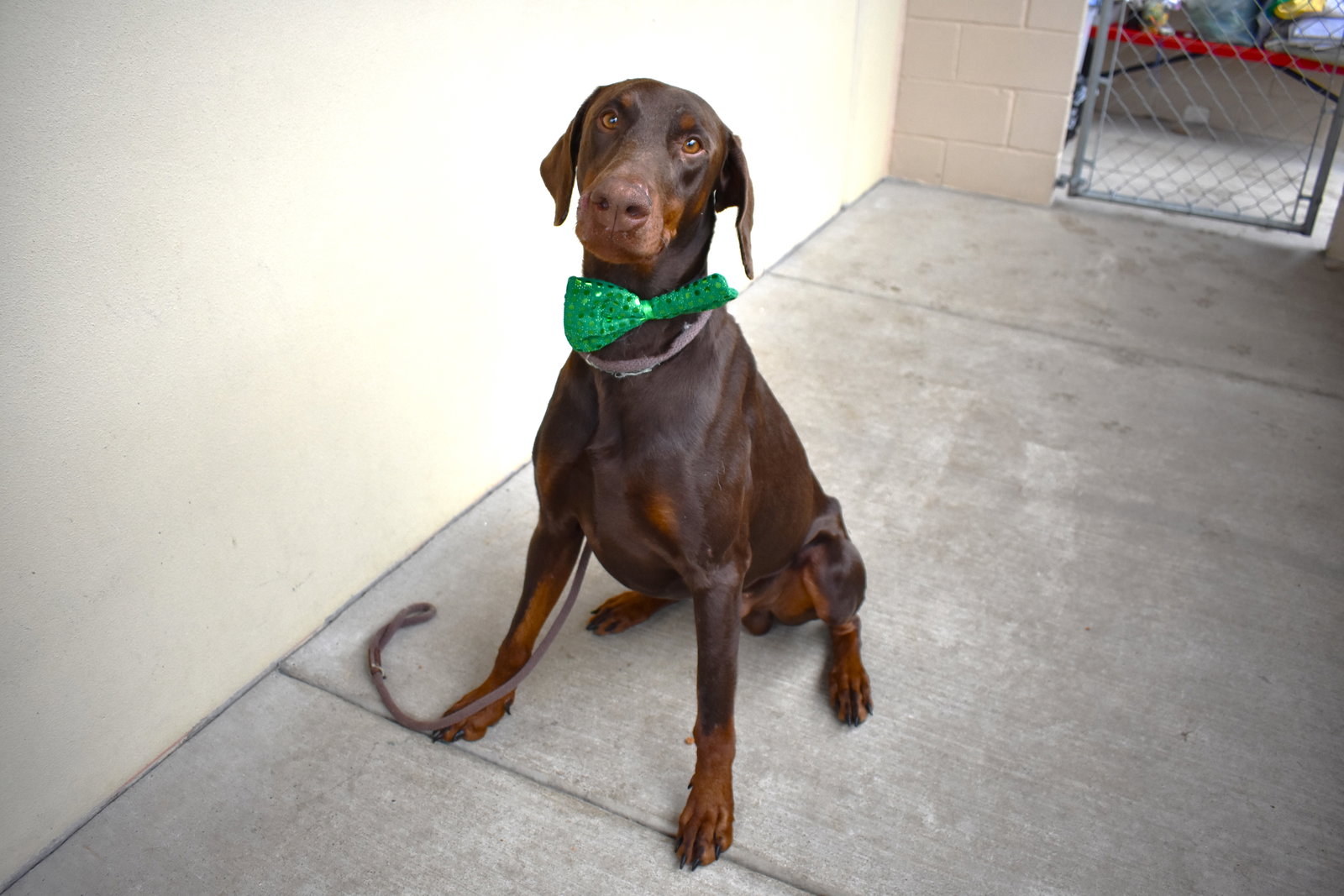 Dog for Adoption - Wilde, a Doberman Pinscher in Rockwall County, TX ...