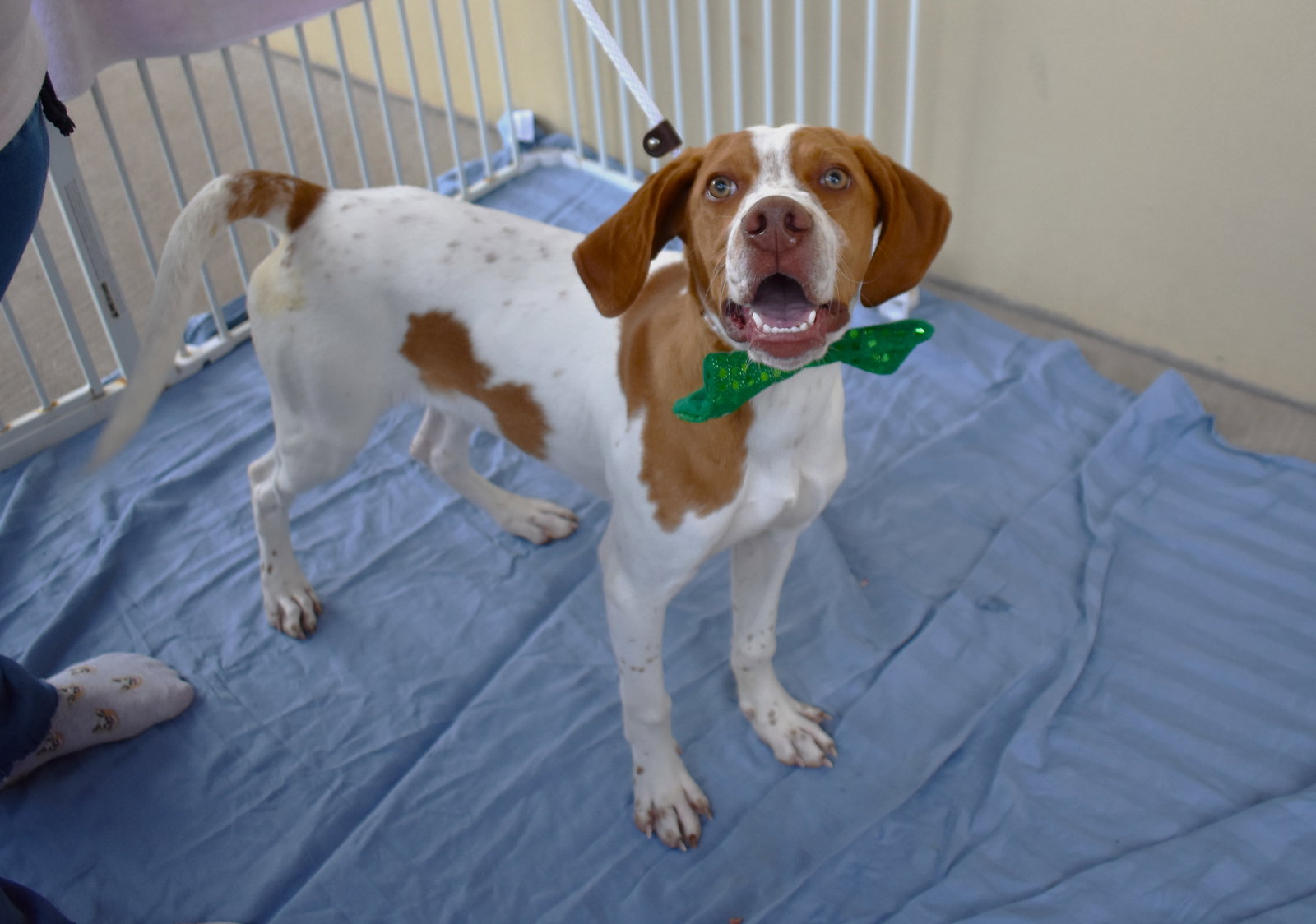 Dog adoption in McKinney, TX 75071: Pointer / Mixed Dog "Reed"