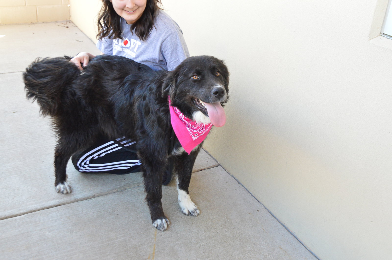 Dog for Adoption - Lulu, a Border Collie in Rockwall County, TX | Alpha Paw