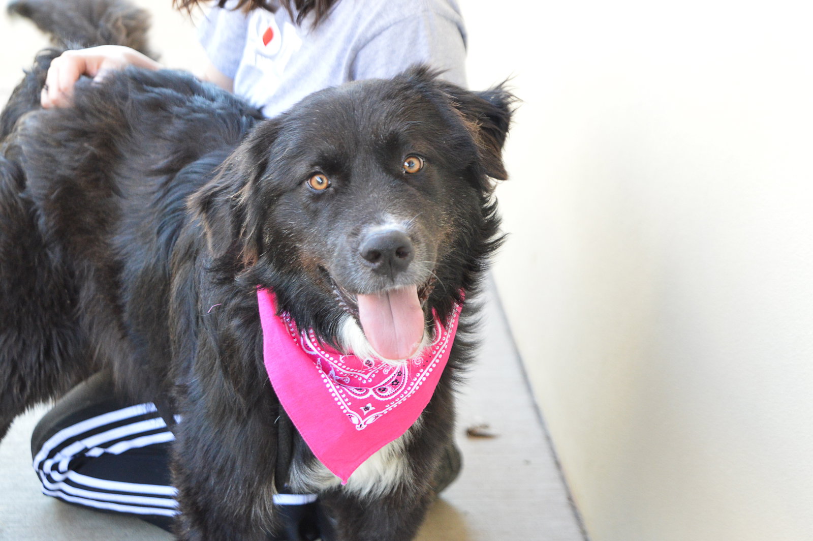 Dog for Adoption - Lulu, a Border Collie in Rockwall County, TX | Alpha Paw