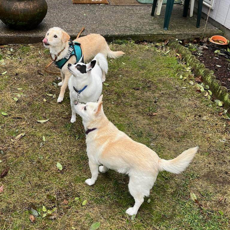 Dog for Adoption - Daisy, a Jack Russell Terrier in Portland, OR ...