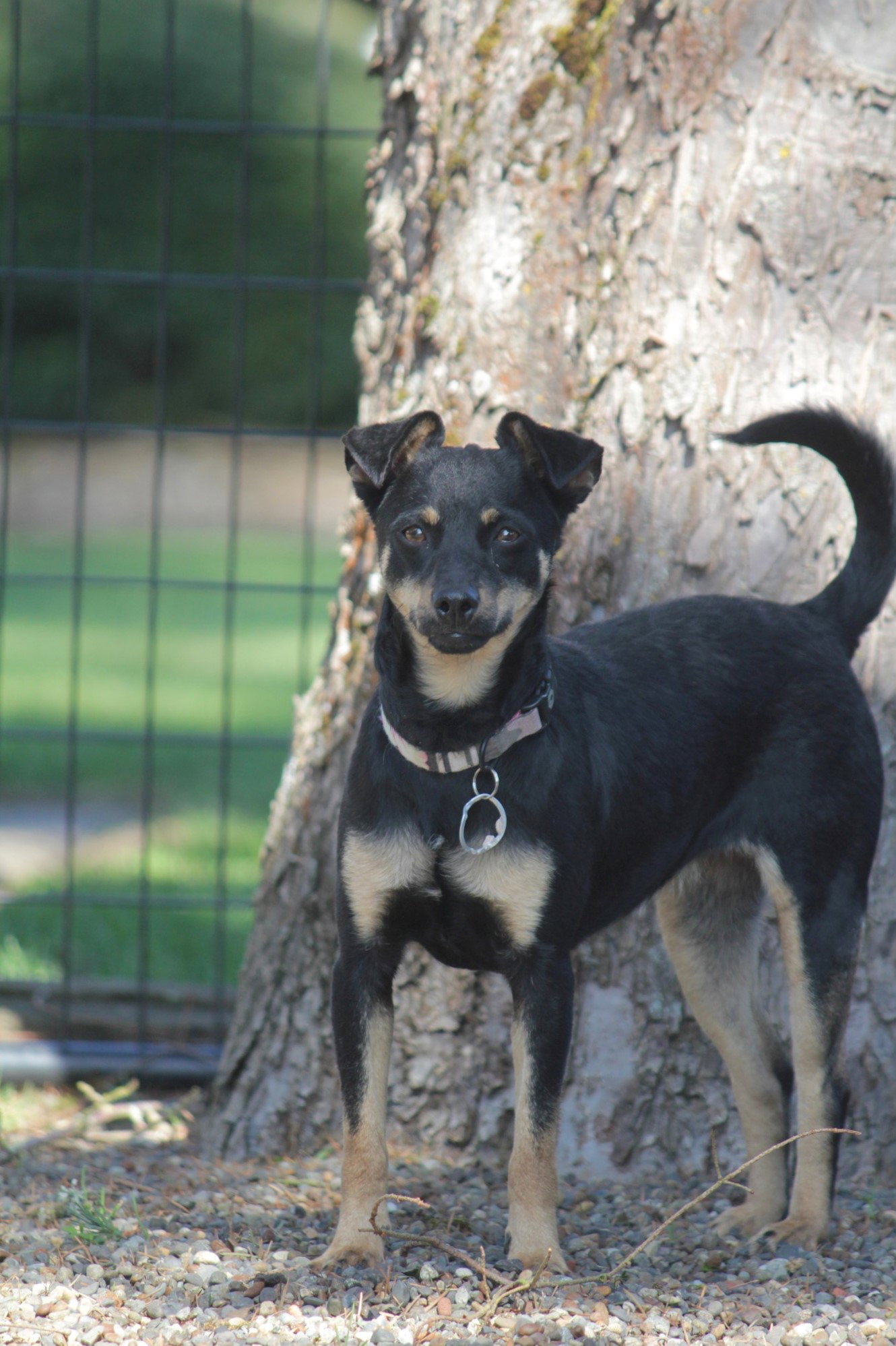 Dog for Adoption - Dani, a Miniature Pinscher in Warren, OR | Alpha Paw