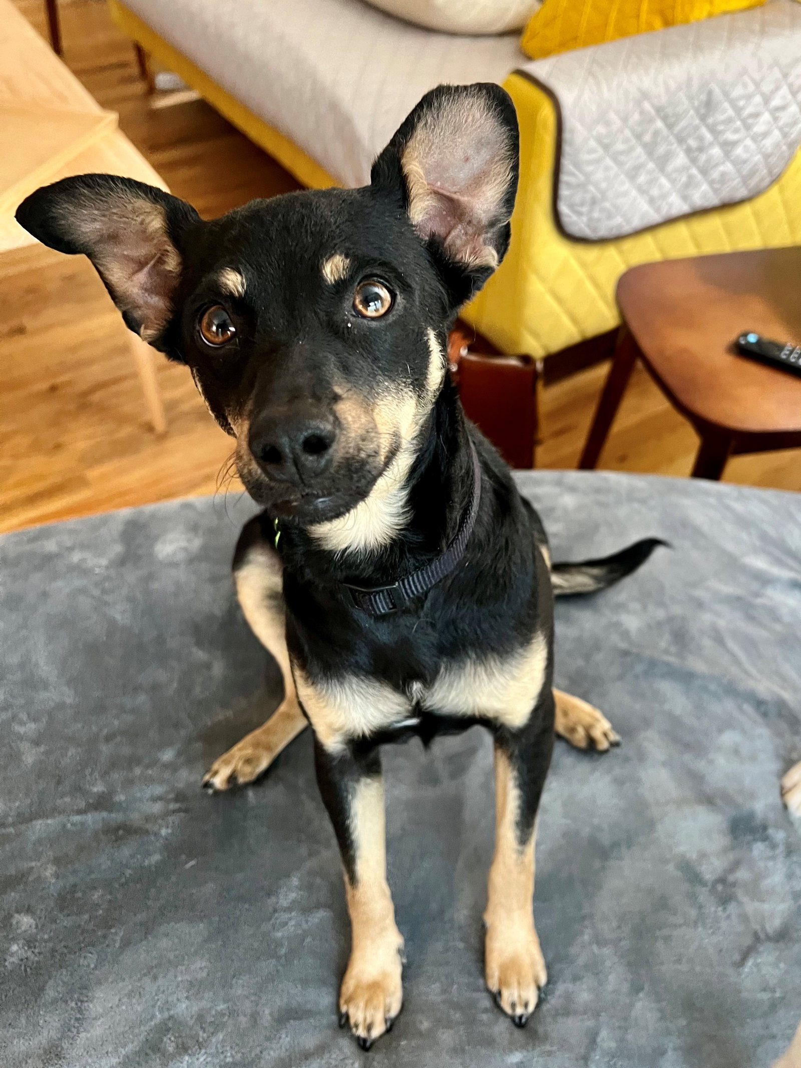 Dog for Adoption - Dani, a Miniature Pinscher in Warren, OR | Alpha Paw