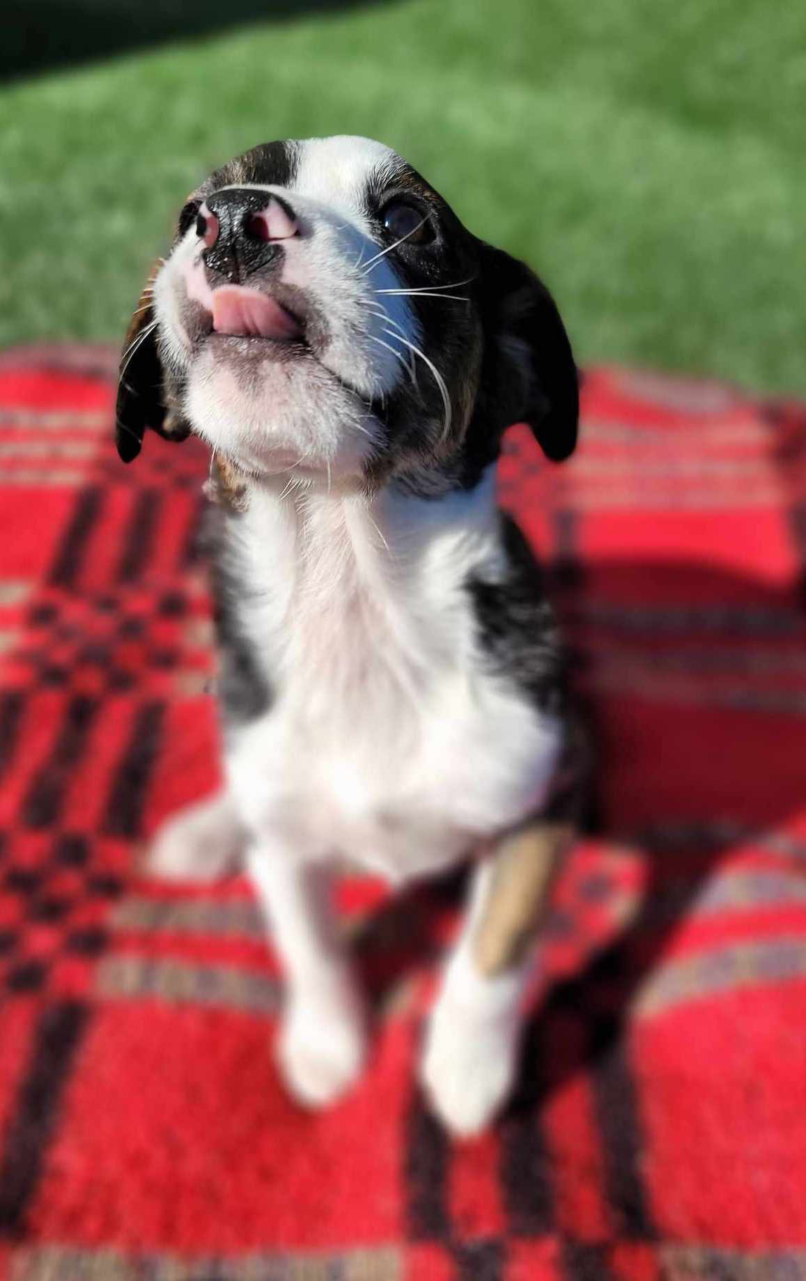 Dog for Adoption - Oakley, a Terrier in Portland, OR | Alpha Paw