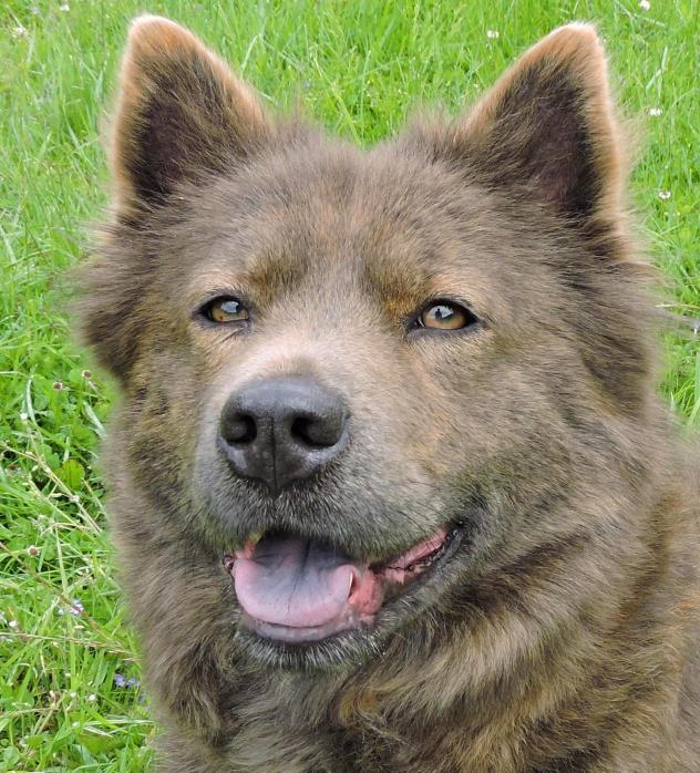 Dog for Adoption - Nyla, a Chow Chow in Anchorage, KY | Alpha Paw
