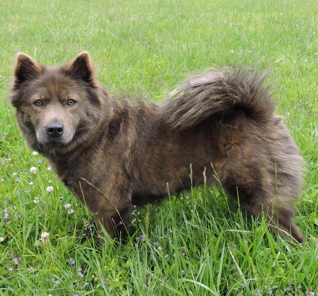 Dog for Adoption - Nyla, a Chow Chow in Anchorage, KY | Alpha Paw