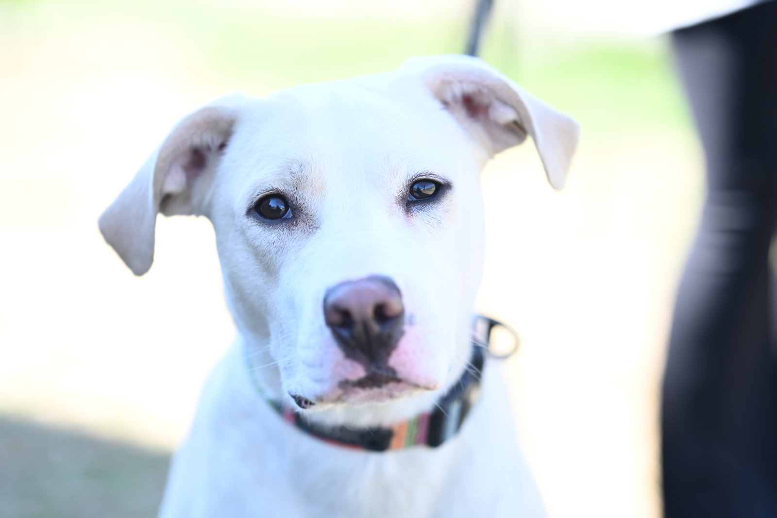 OUR ADOPTABLE DOGS – Appalachian Highlands Humane Society