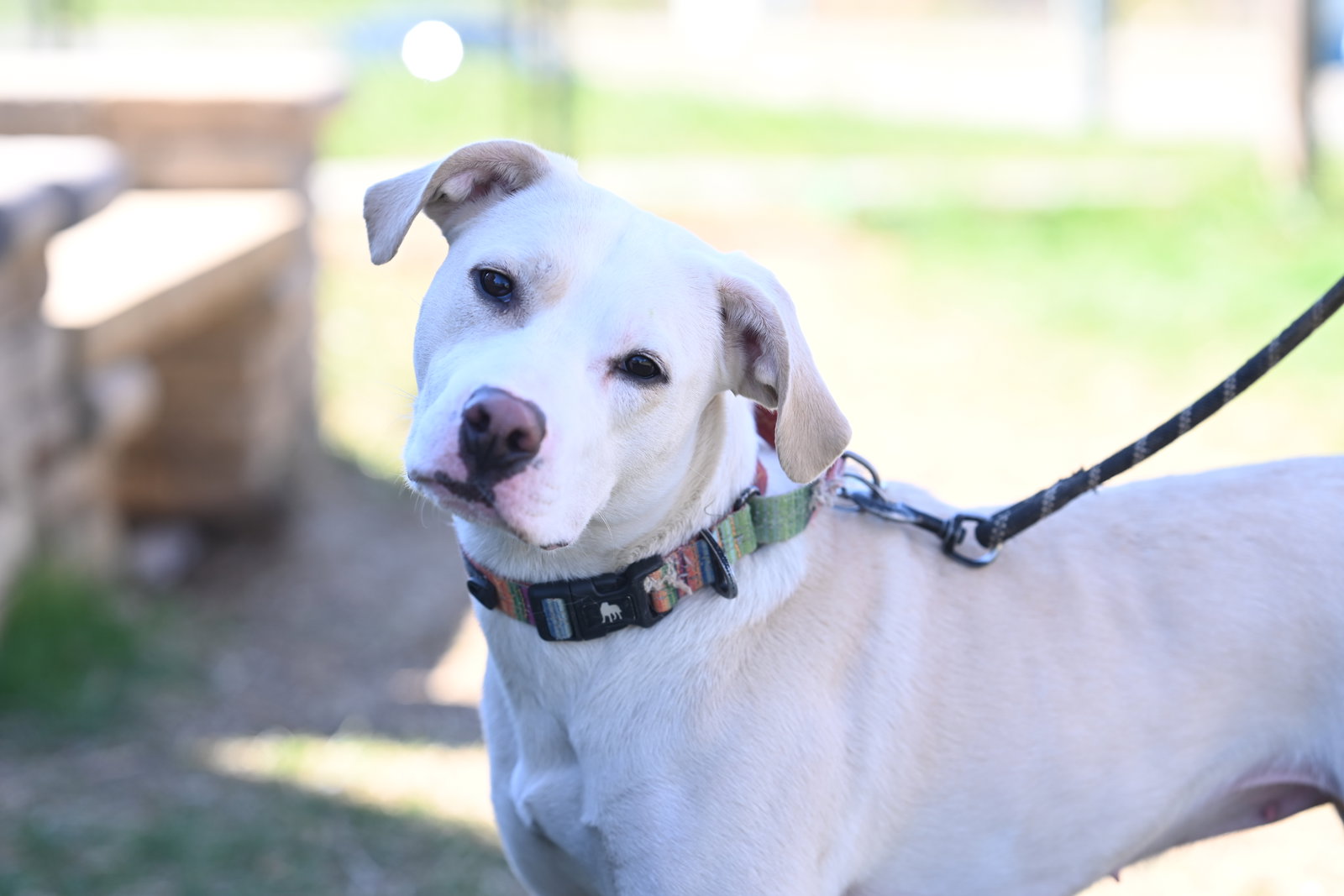 OUR ADOPTABLE DOGS – Appalachian Highlands Humane Society