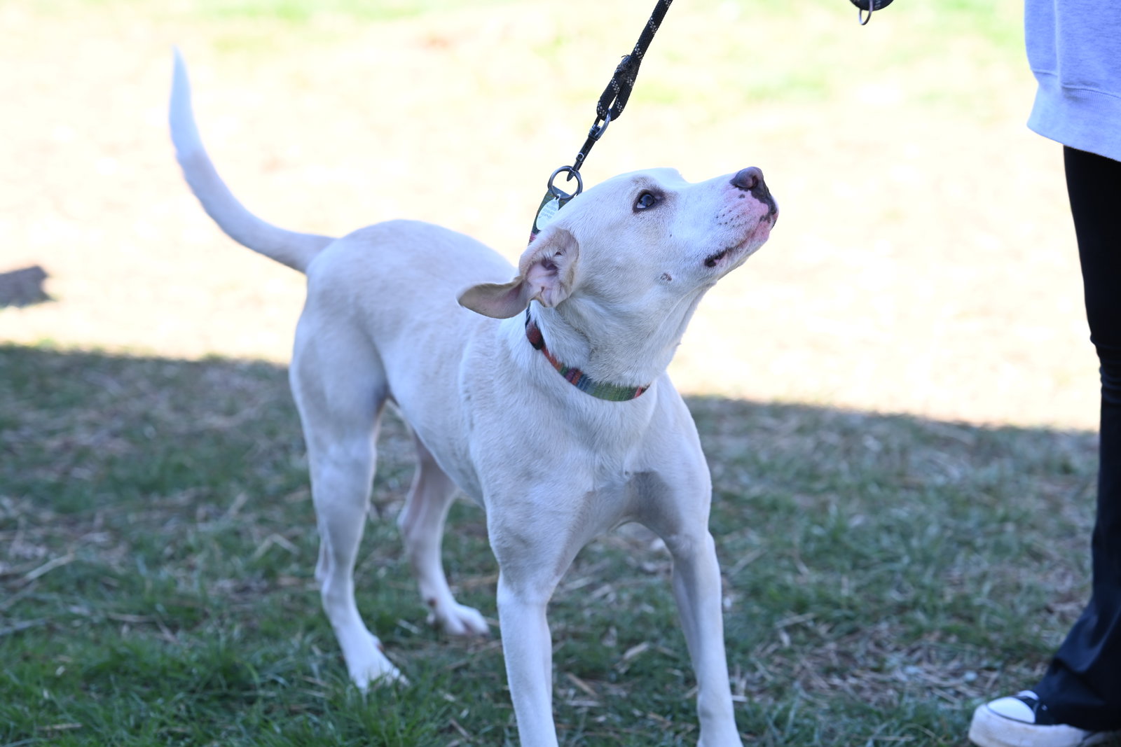 OUR ADOPTABLE DOGS – Appalachian Highlands Humane Society