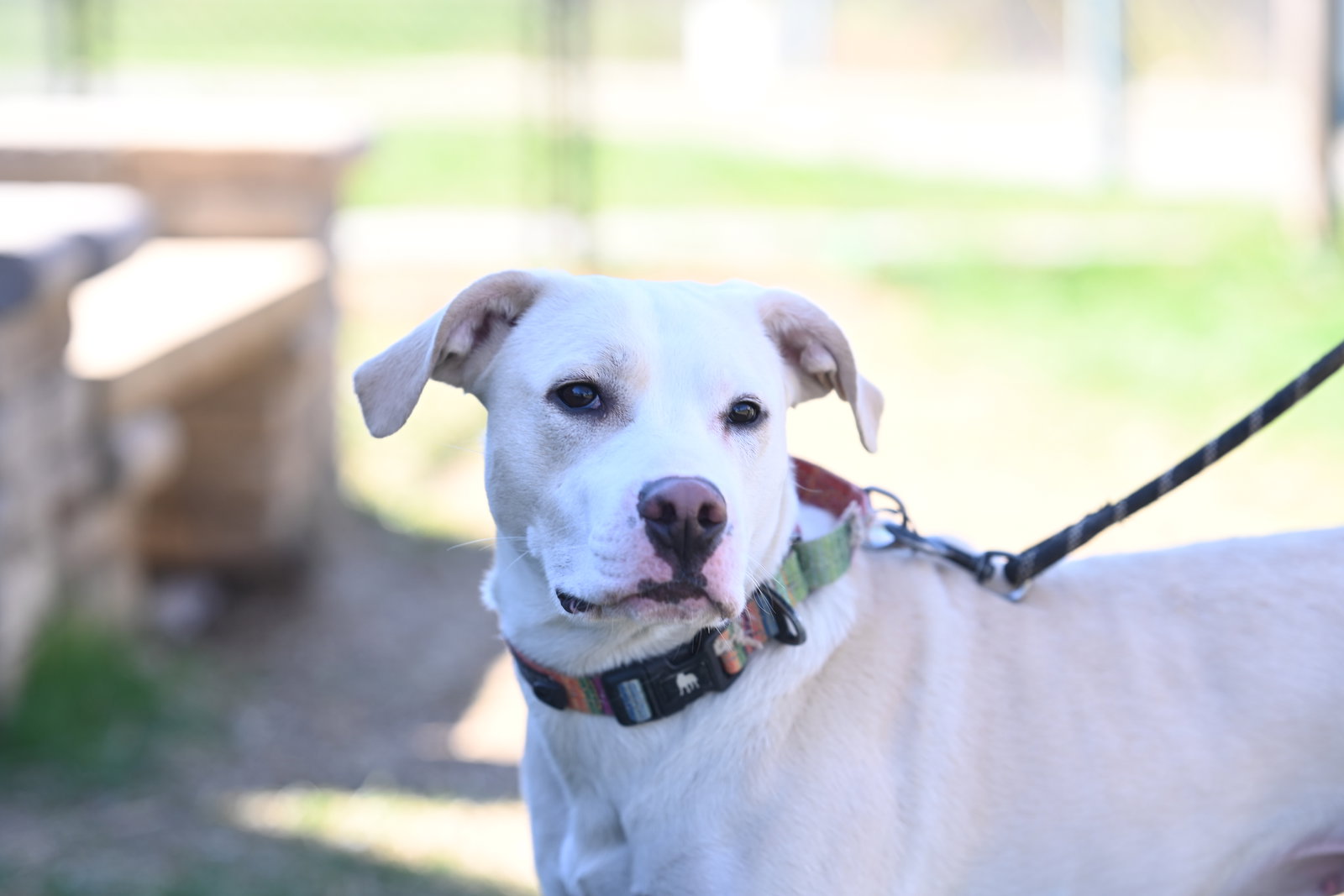 OUR ADOPTABLE DOGS – Appalachian Highlands Humane Society