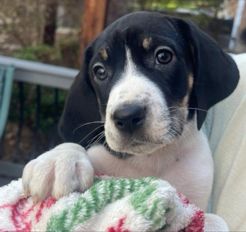 Dog for Adoption - Gladys, a Beagle in Ashe County, NC | Alpha Paw