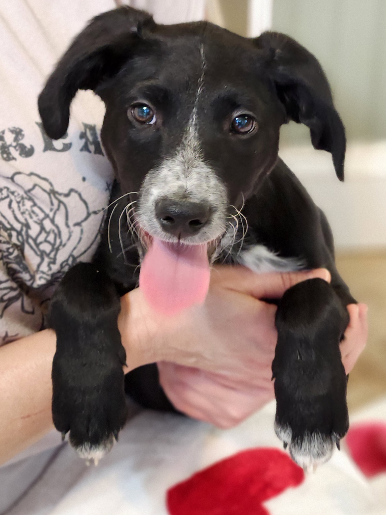 OUR ADOPTABLE DOGS – Appalachian Highlands Humane Society