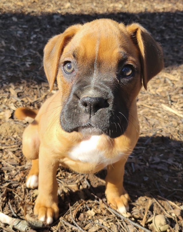 Dog for Adoption - Penny, a Boxer in Bristol, TN | Alpha Paw
