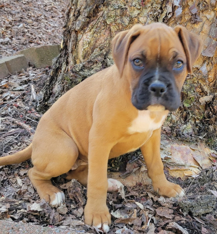 Dog for Adoption - Penny, a Boxer in Bristol, TN | Alpha Paw