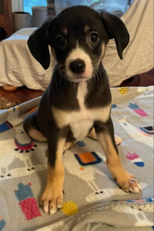 OUR ADOPTABLE DOGS – Appalachian Highlands Humane Society