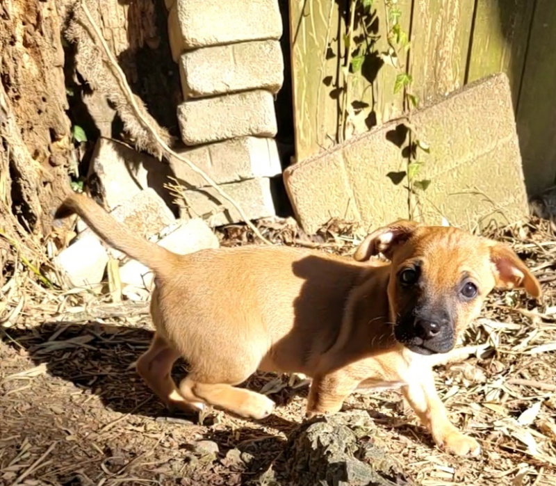 Dog for Adoption - Keyes, a Dachshund in Ashe County, NC | Alpha Paw