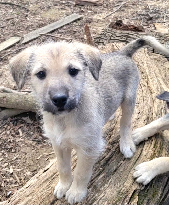 Dog for Adoption - Mia, a Terrier in Washington County, VA | Alpha Paw