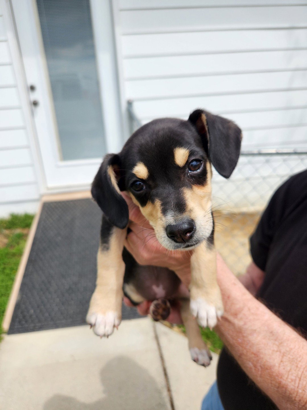 OUR ADOPTABLE DOGS – Appalachian Highlands Humane Society