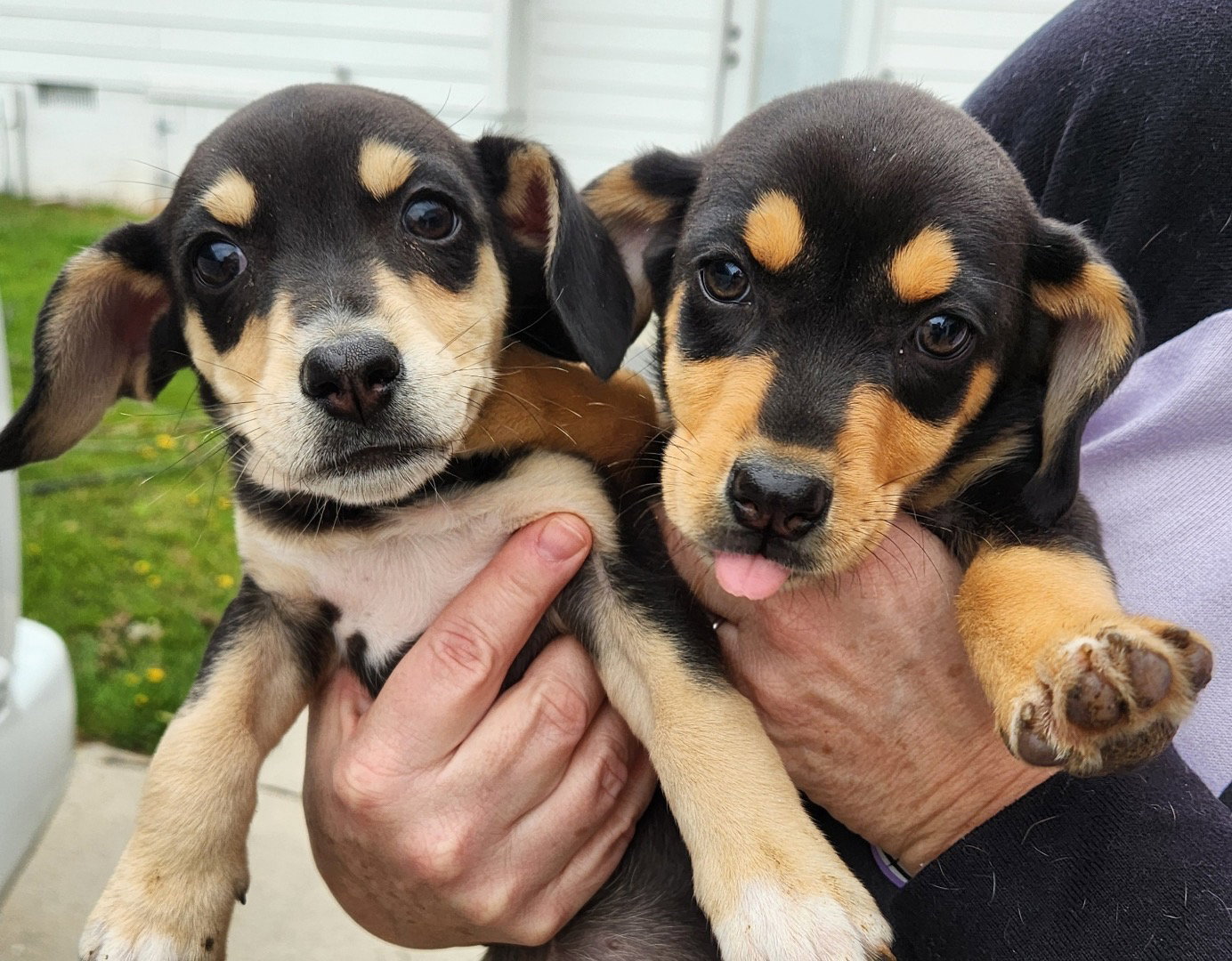 OUR ADOPTABLE DOGS – Appalachian Highlands Humane Society