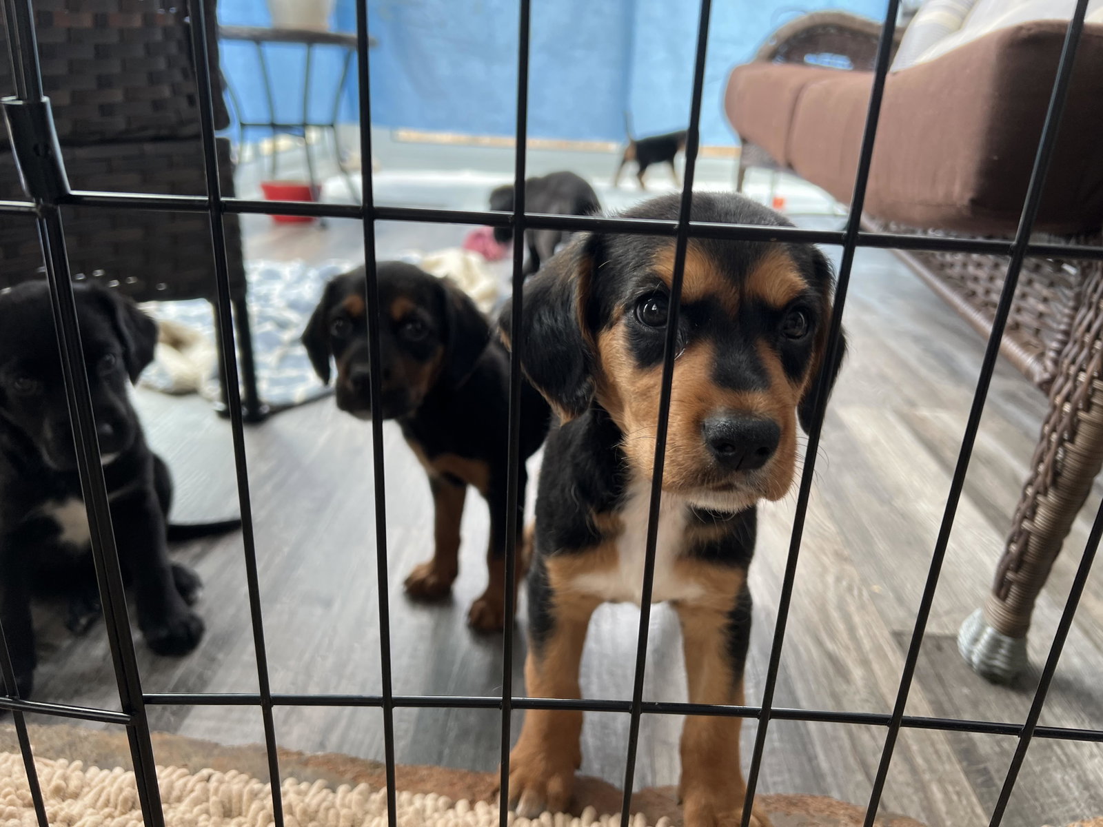 OUR ADOPTABLE DOGS – Appalachian Highlands Humane Society