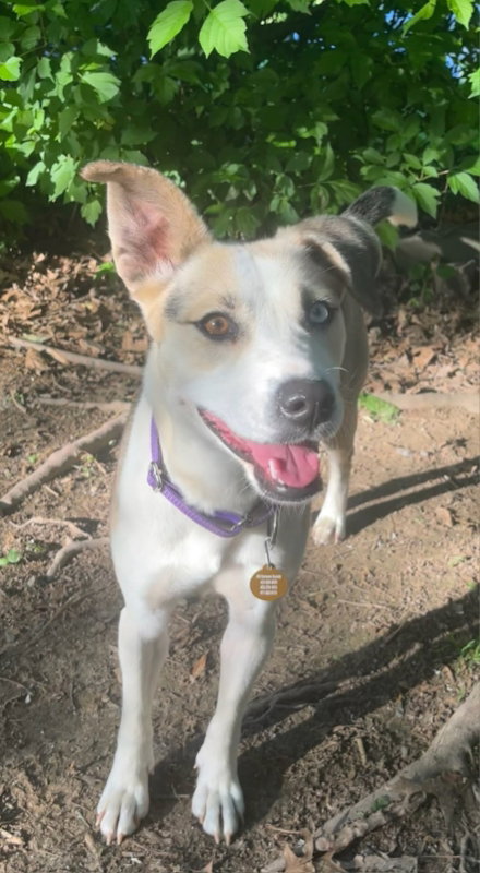 OUR ADOPTABLE DOGS – Appalachian Highlands Humane Society