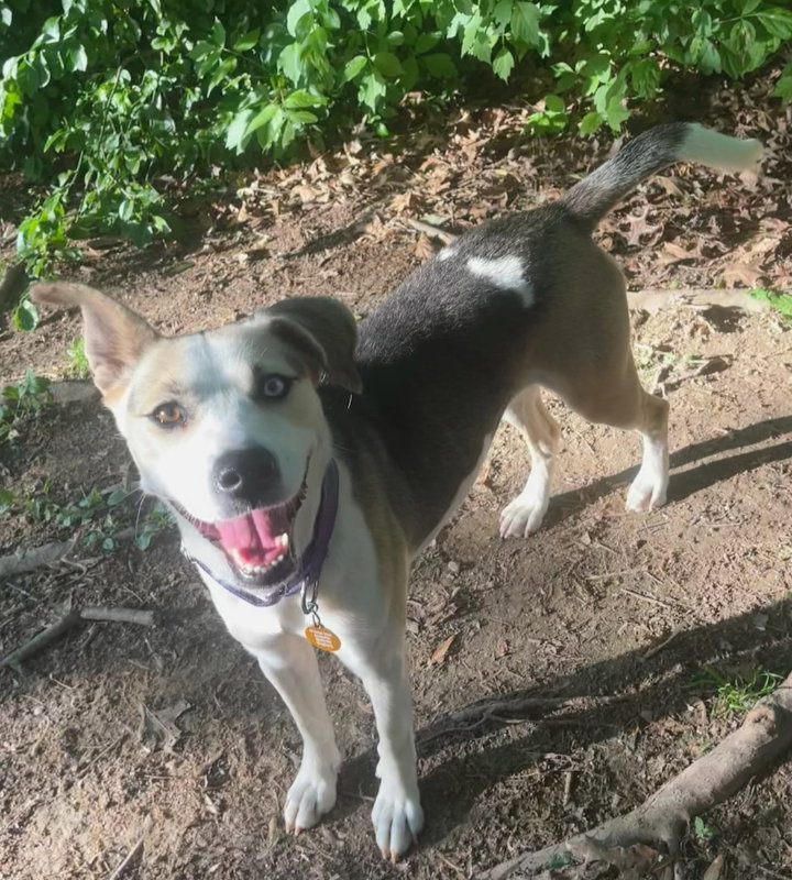 OUR ADOPTABLE DOGS – Appalachian Highlands Humane Society