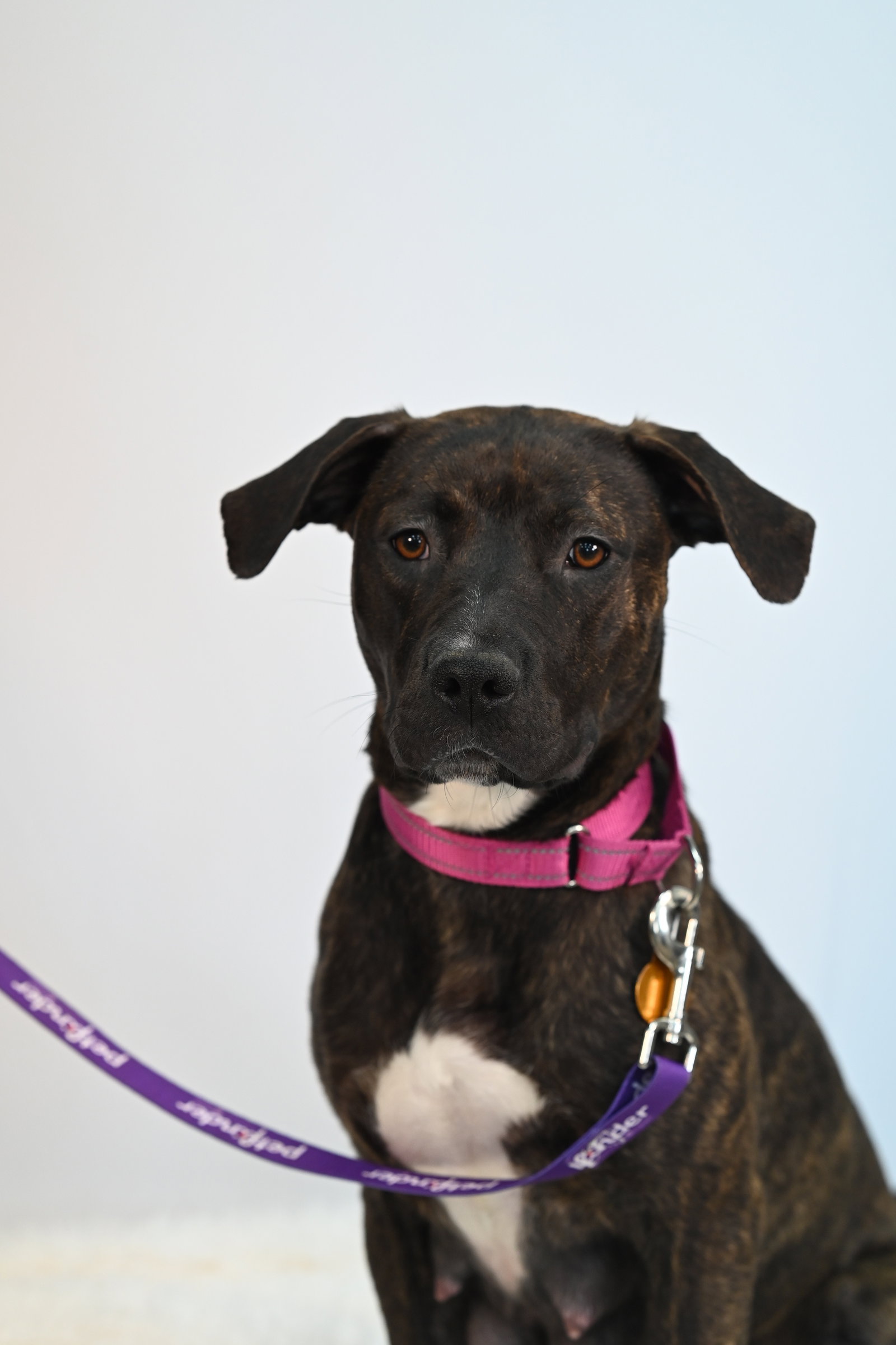 OUR ADOPTABLE DOGS – Appalachian Highlands Humane Society