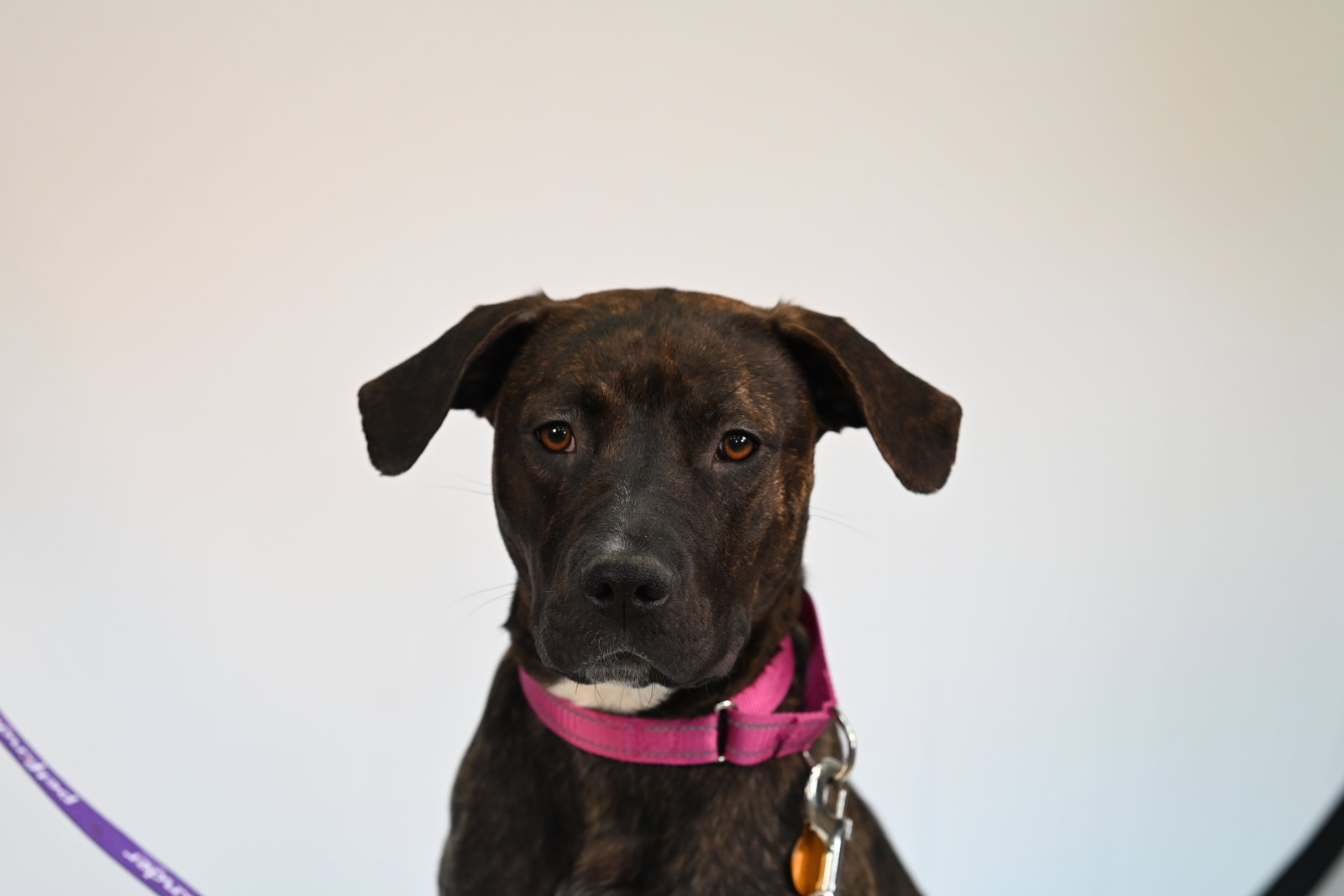 OUR ADOPTABLE DOGS – Appalachian Highlands Humane Society
