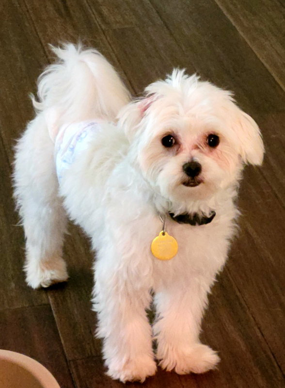 Dog adoption in Johnson City, TN 37601: Maltese / Poodle (unknown type ...