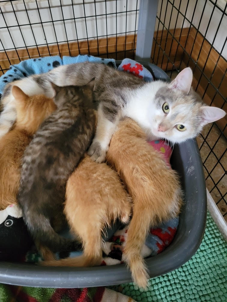 OUR ADOPTABLE CATS – Appalachian Highlands Humane Society