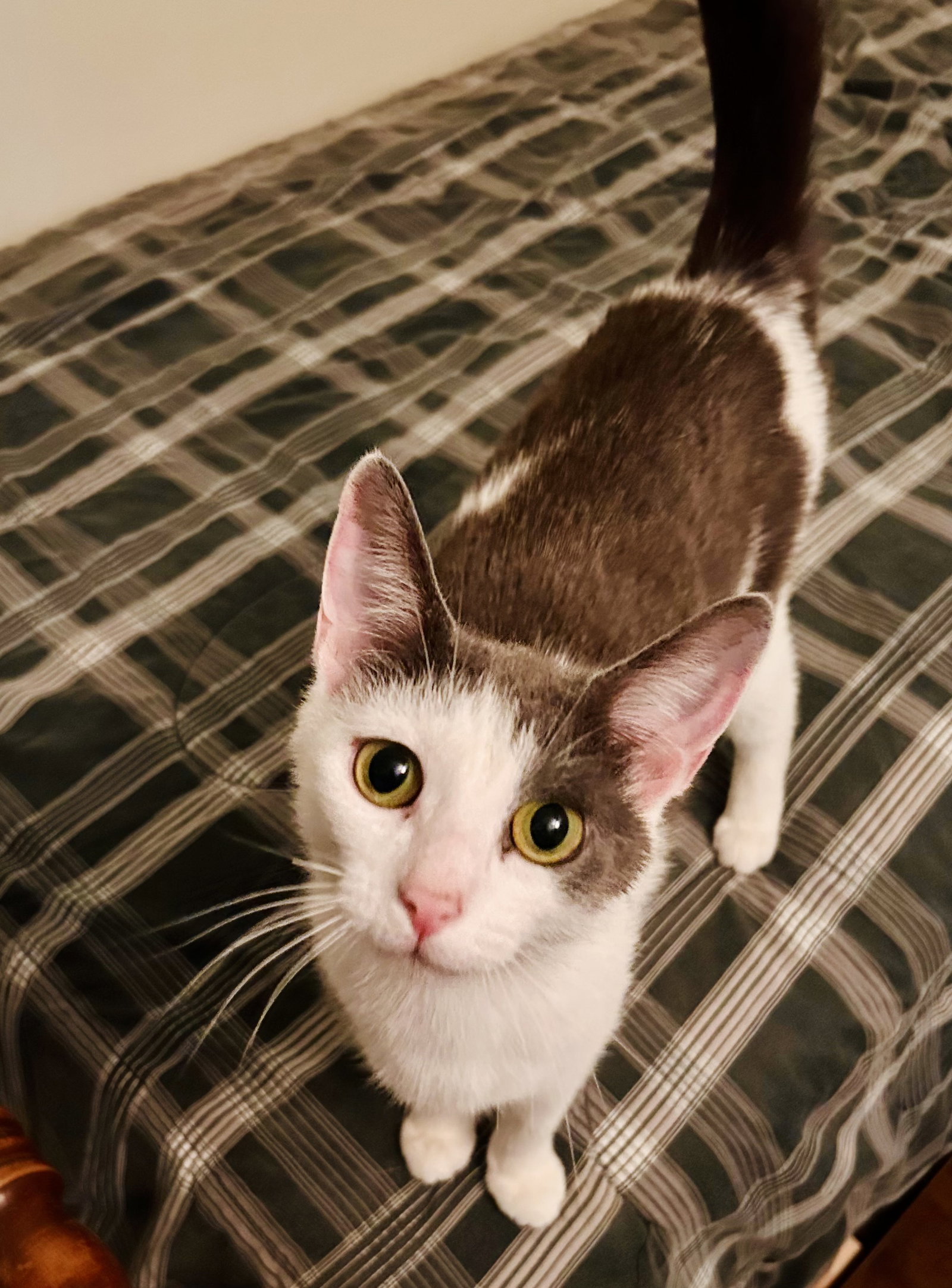 OUR ADOPTABLE CATS – Appalachian Highlands Humane Society