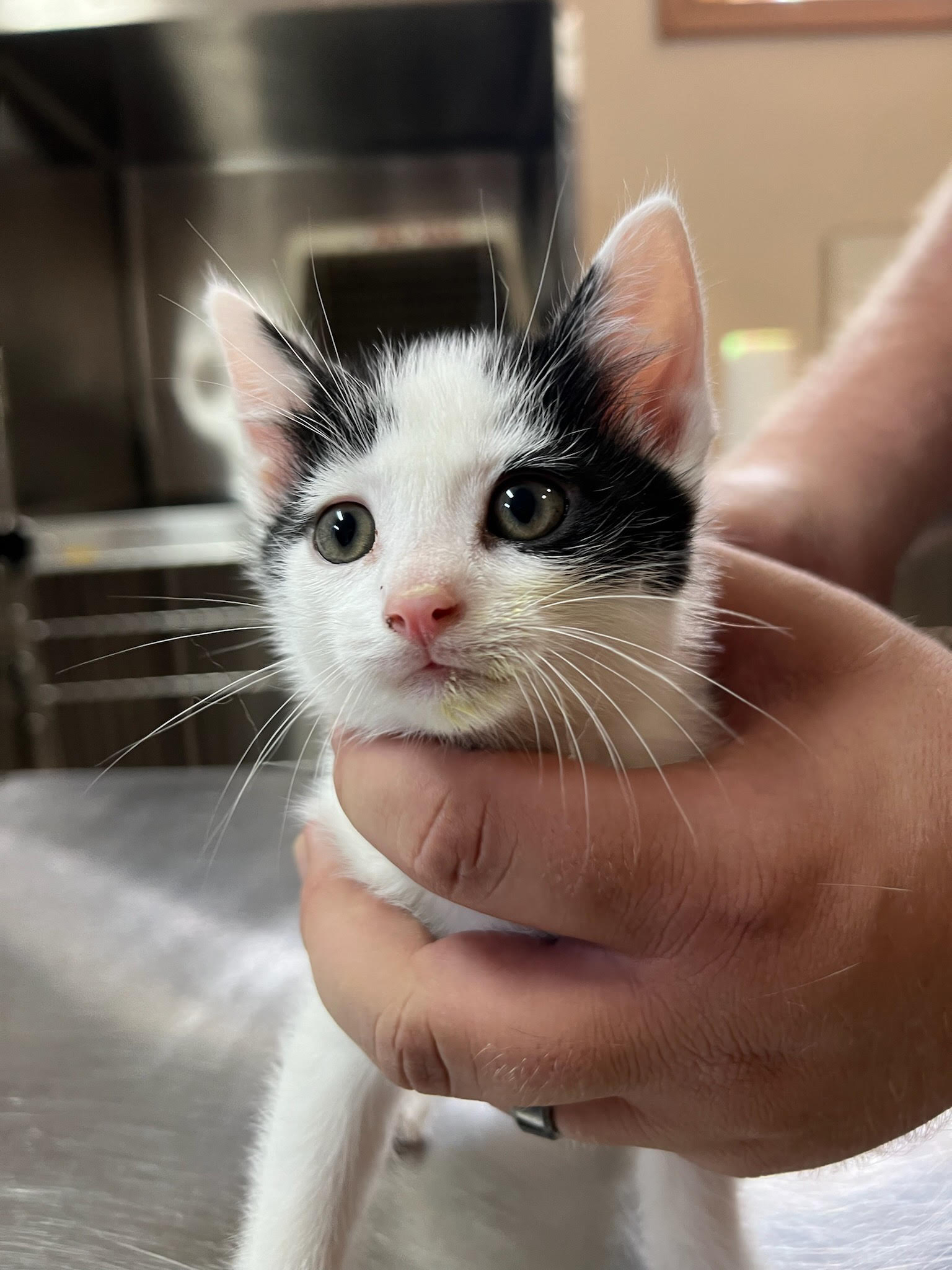 OUR ADOPTABLE CATS – Appalachian Highlands Humane Society